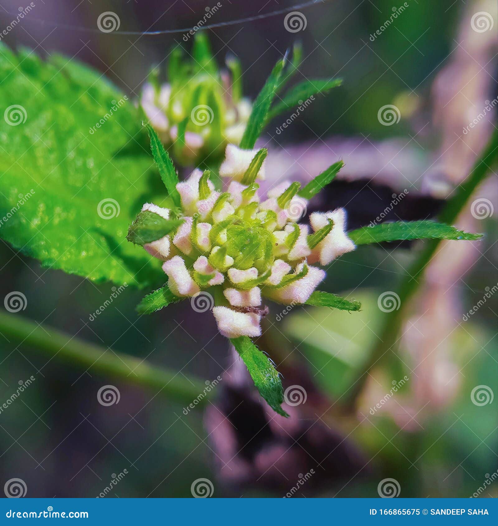 Tiny flower closeup_shots stock image. Image of beautiful - 166865675