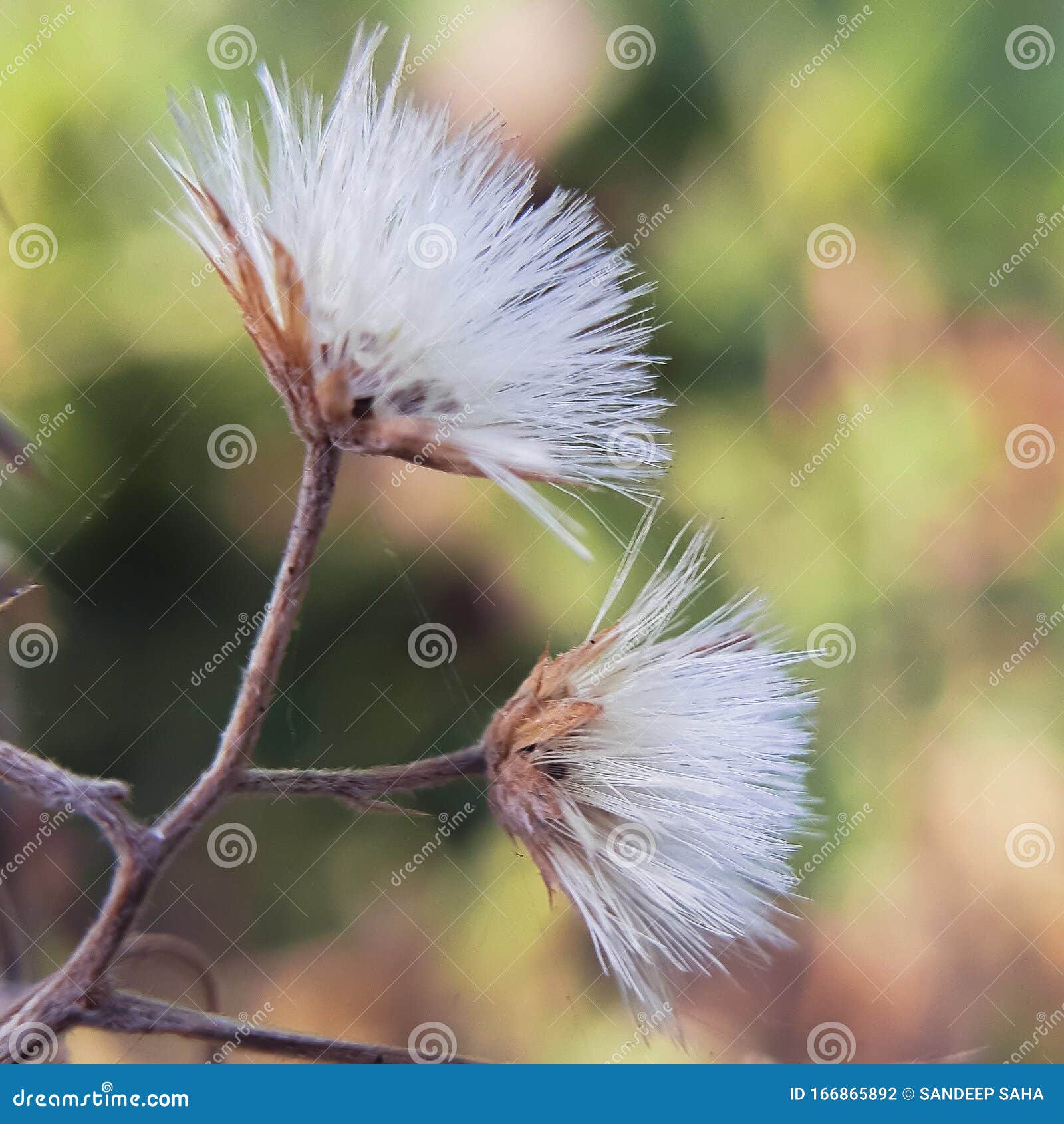 Tiny flower closeup_shots stock photo. Image of shots - 166865892