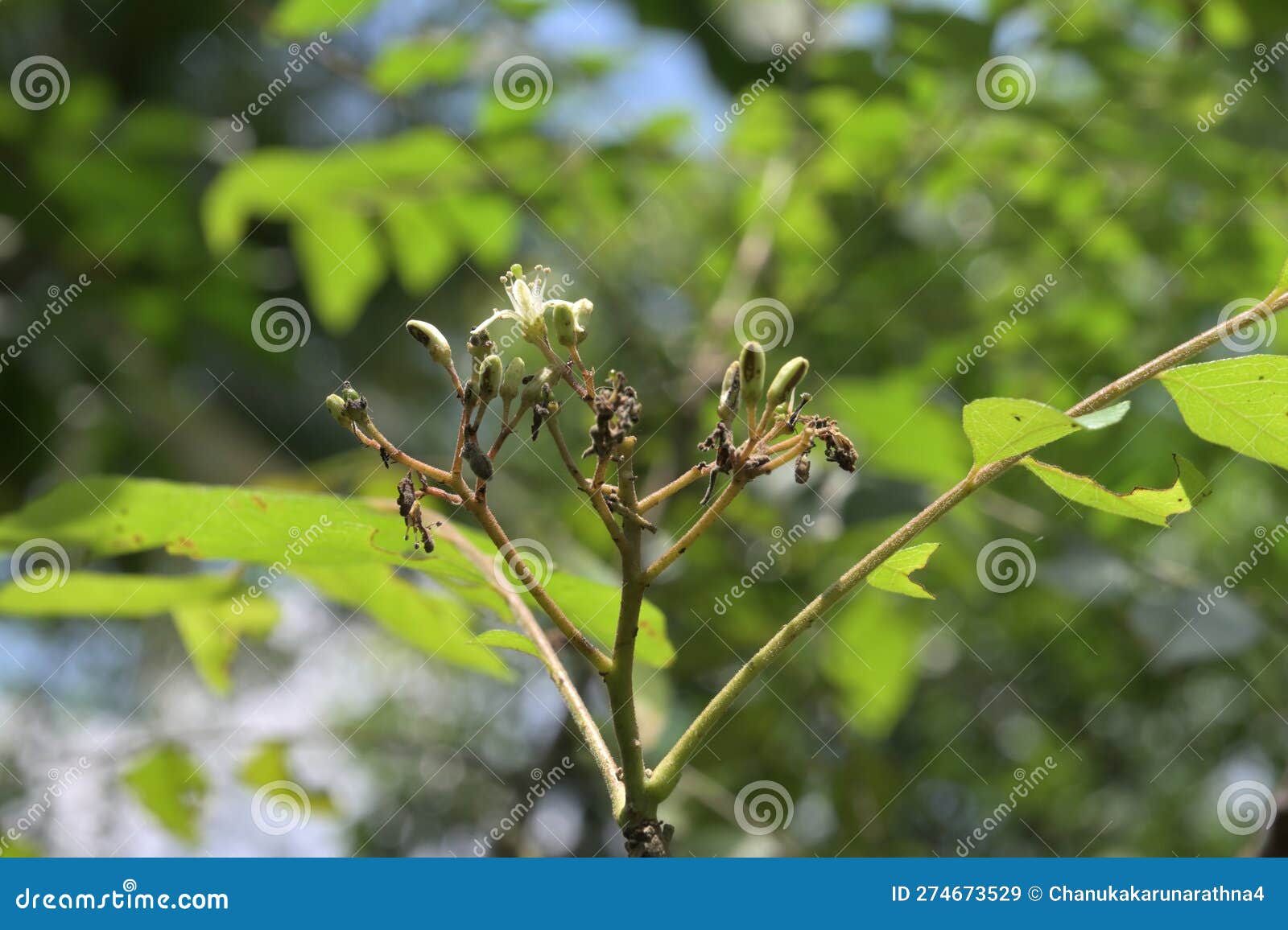 Curry Tree Royalty-Free Stock Photo | CartoonDealer.com #4247433