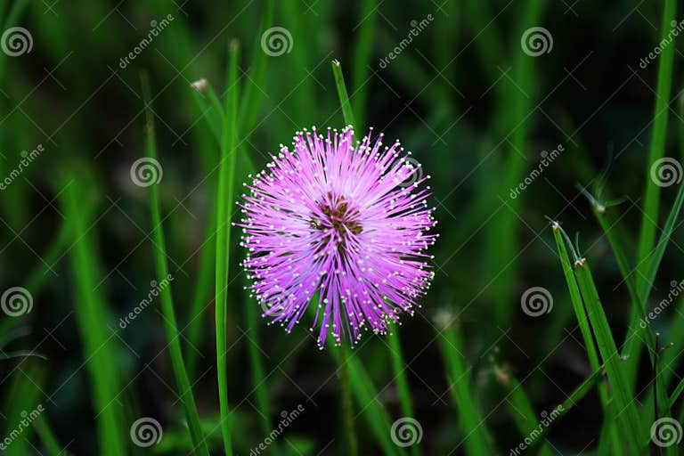 Tiny Flower Looks Like a Firework Stock Image - Image of firework, cute ...