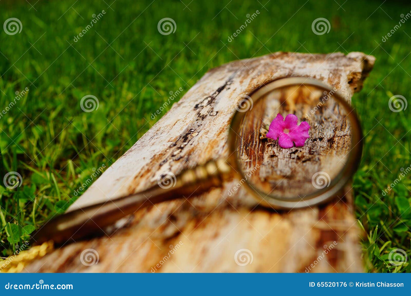 Tiny Flower in Magnifying Glass Stock Photo - Image of isolated, wood ...