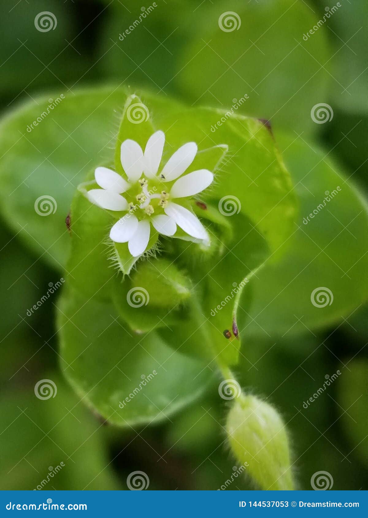 Tiny Flower stock image. Image of tiny, nautre, beautiful - 144537053