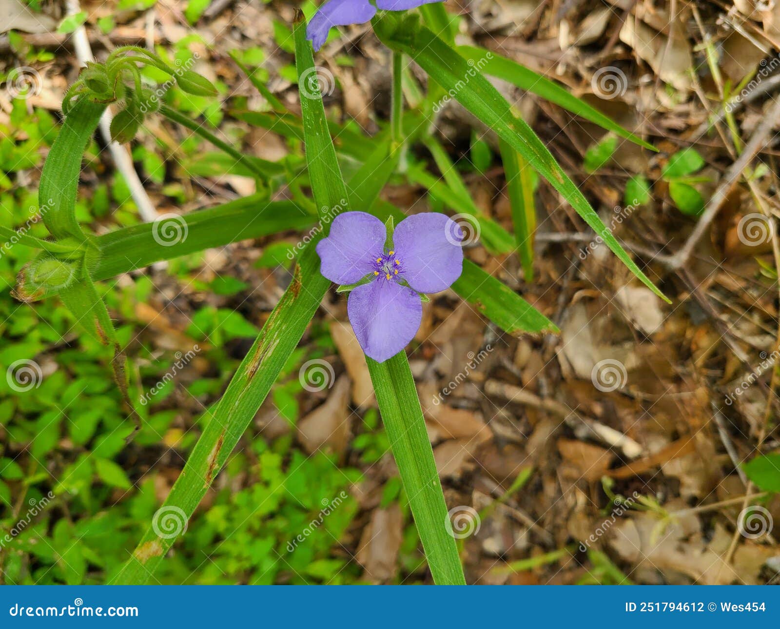 Three Petal Blue Flower Emerging from the Grass Stock Photo - Image of ...