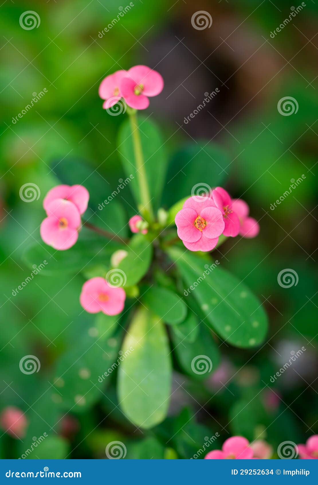 Tiny flowers stock photo. Image of macro, flora, nature - 29252634