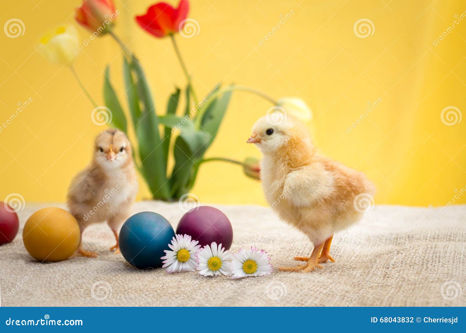 Tiny fluffy Easter chicken stock photo. Image of happy - 68043832