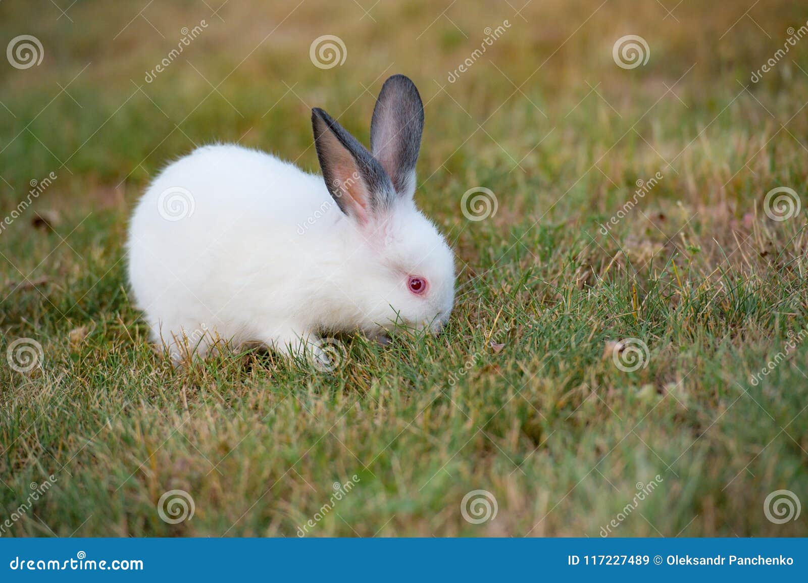 Tiny Fluffy White Rabbit with Red Eyes and Black Ears, Eats Green Grass ...