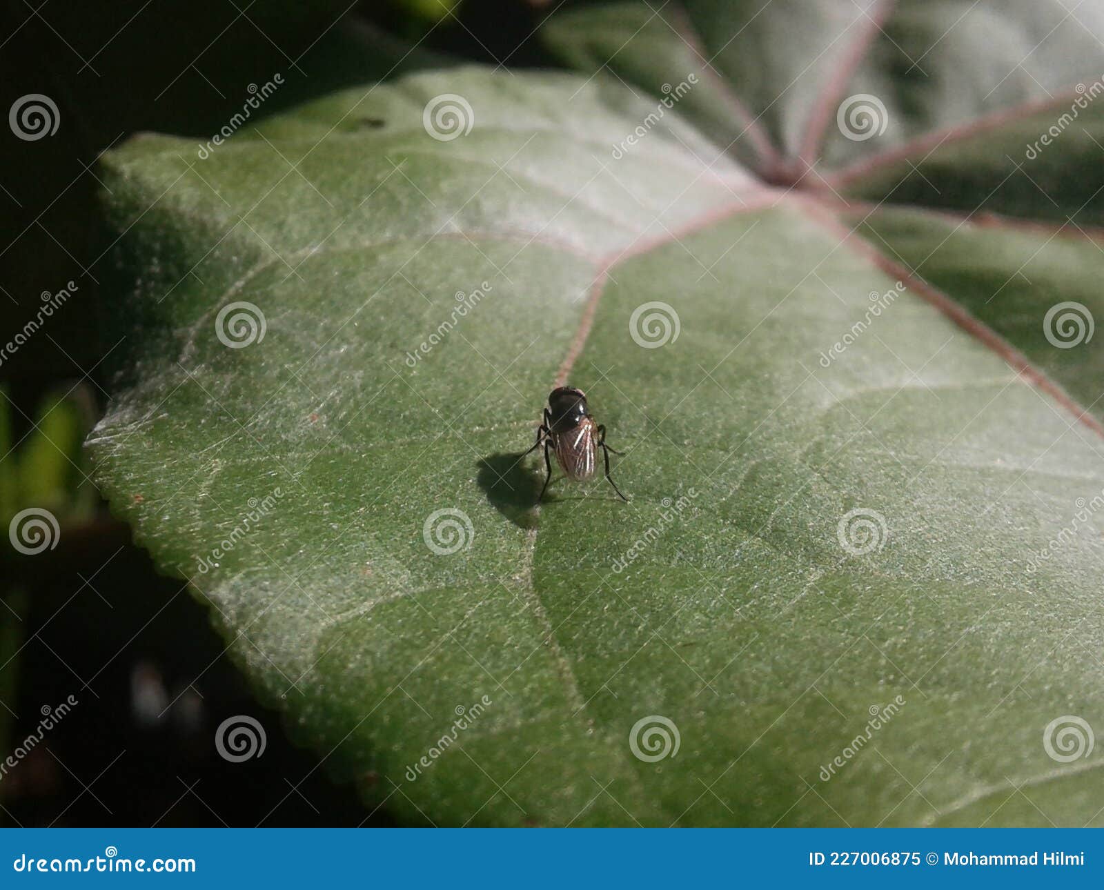 Tiny Fly Crawling on the Leaves Stock Image - Image of nature ...