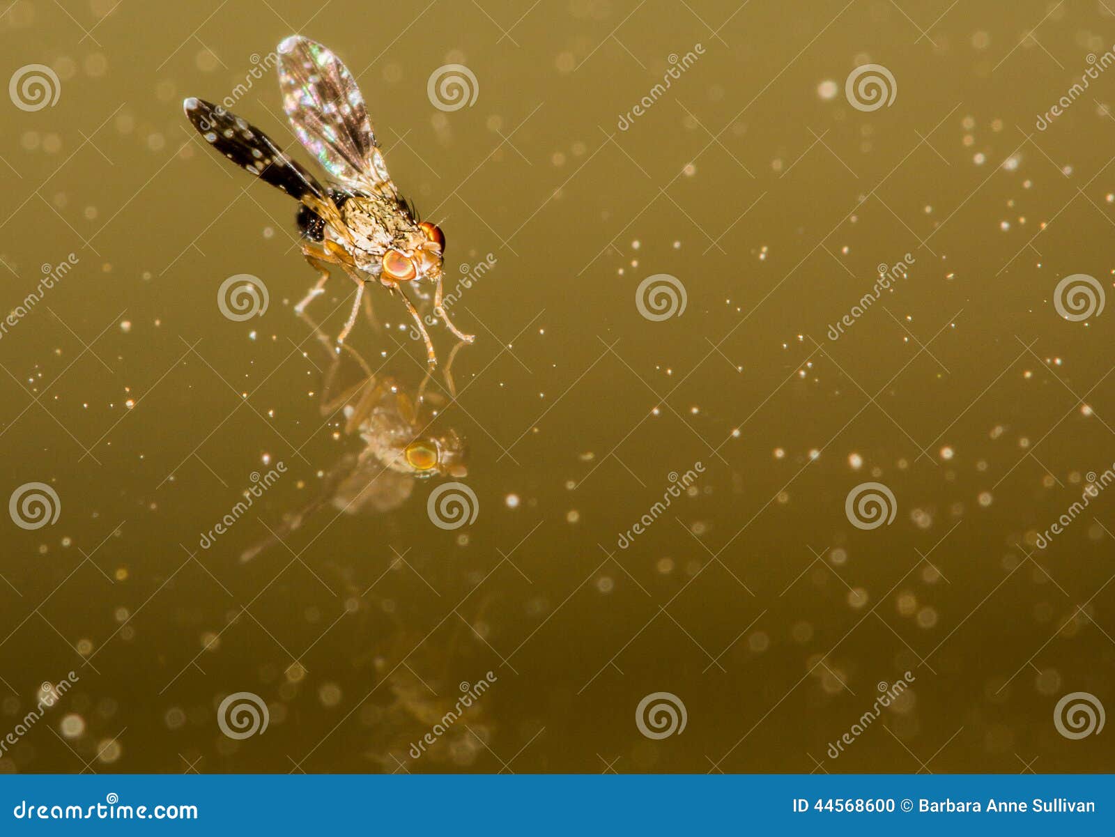Tiny Fly with Double Reflection and Beautiful Wings Stock Photo - Image ...