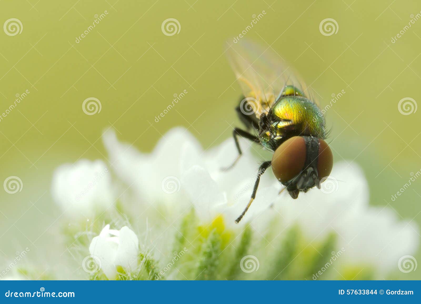 Tiny Fly stock photo. Image of tiny, small, insects, enlarged - 57633844