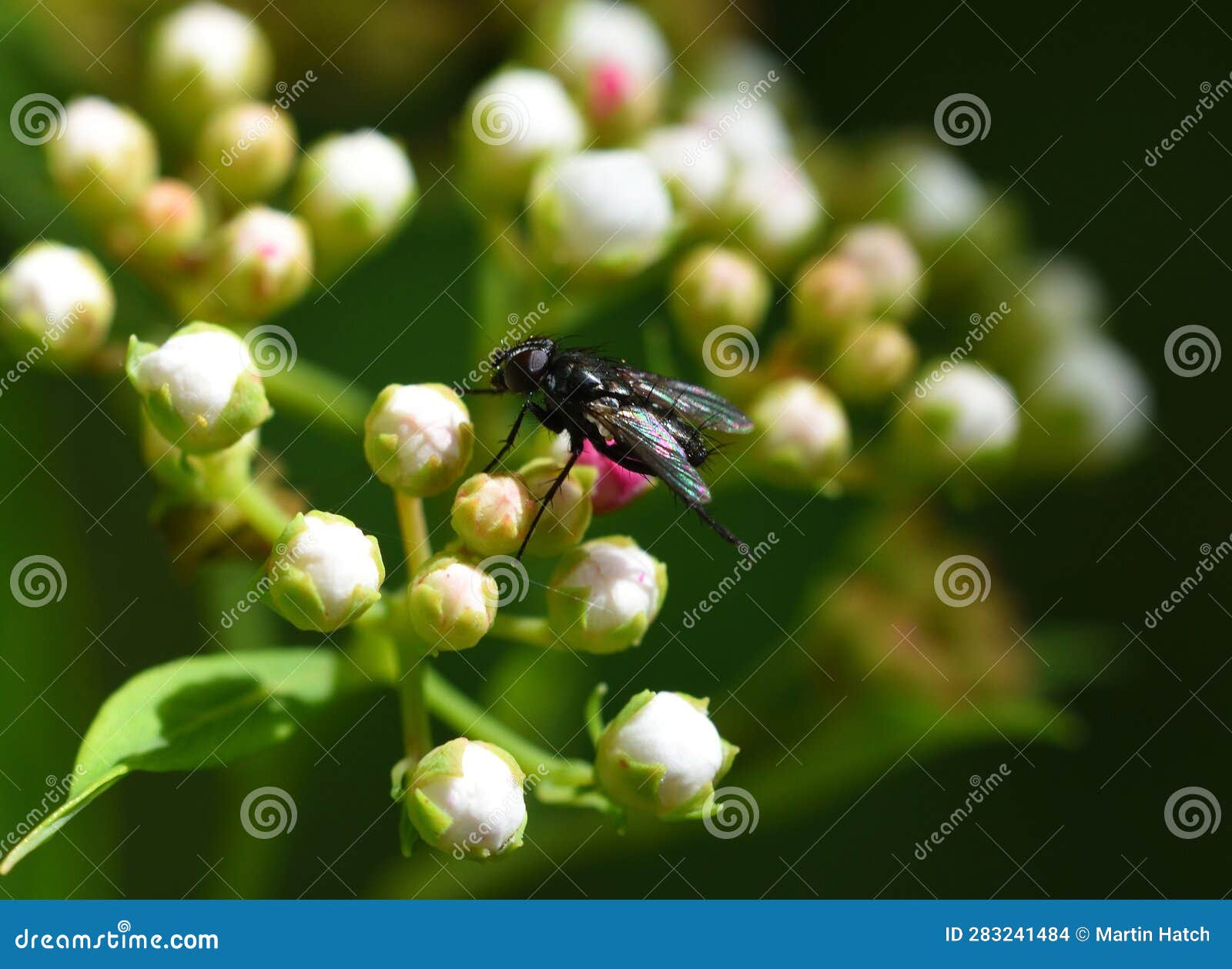 Tiny Fly on Red Spirea Flower Buds. Stock Photo - Image of wildflower ...