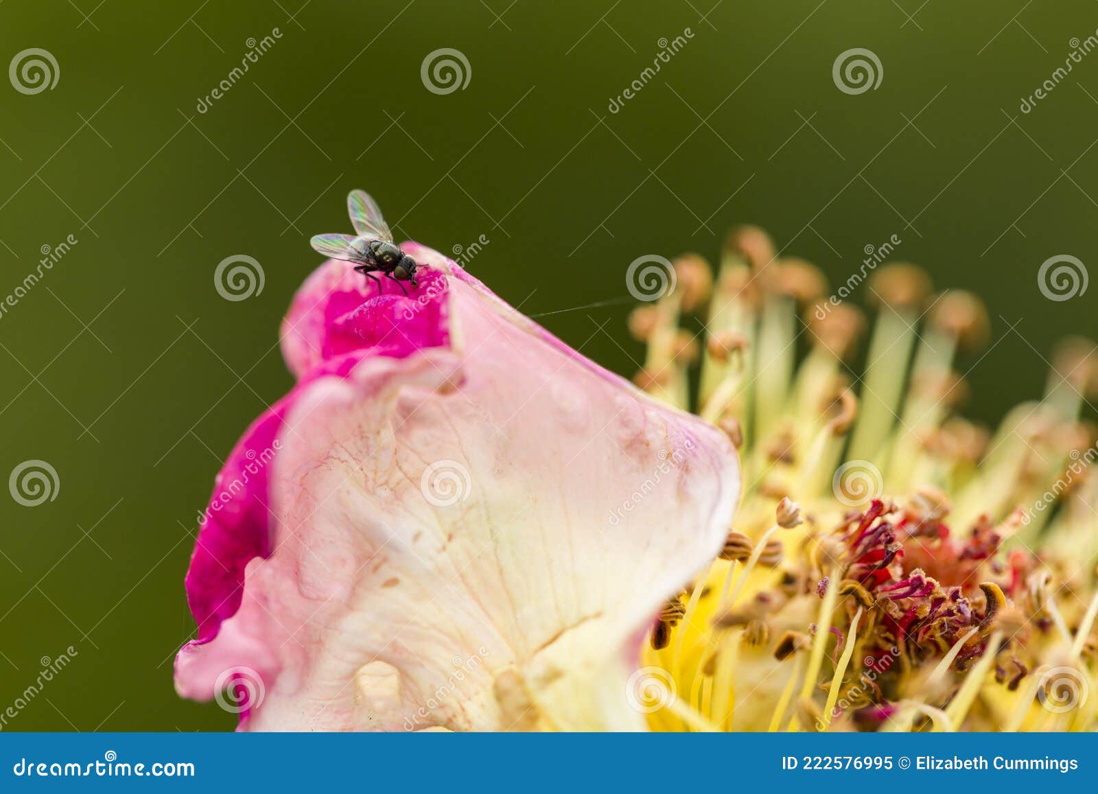 Tiny Fly Sits on the Outer Edge of a Rose Blossom with Beautifully Lit ...
