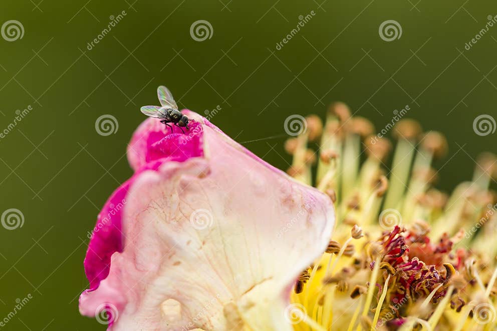 Tiny Fly Sits on the Outer Edge of a Rose Blossom with Beautifully Lit ...