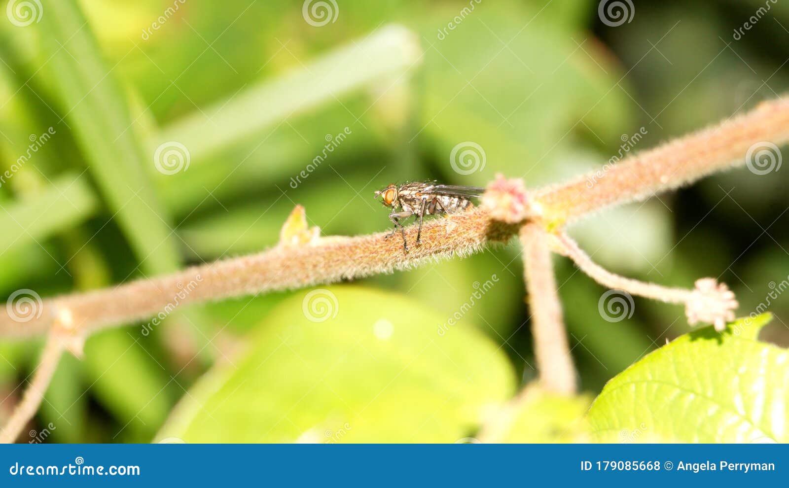 Tiny fly on a stick stock photo. Image of rural, stick - 179085668