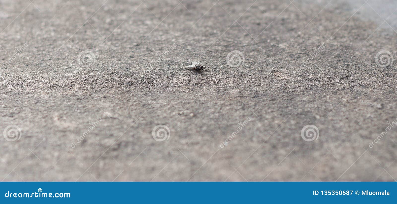 A Tiny Fly on a Wide Stone Texture Background, a Grey Rock Texture and ...