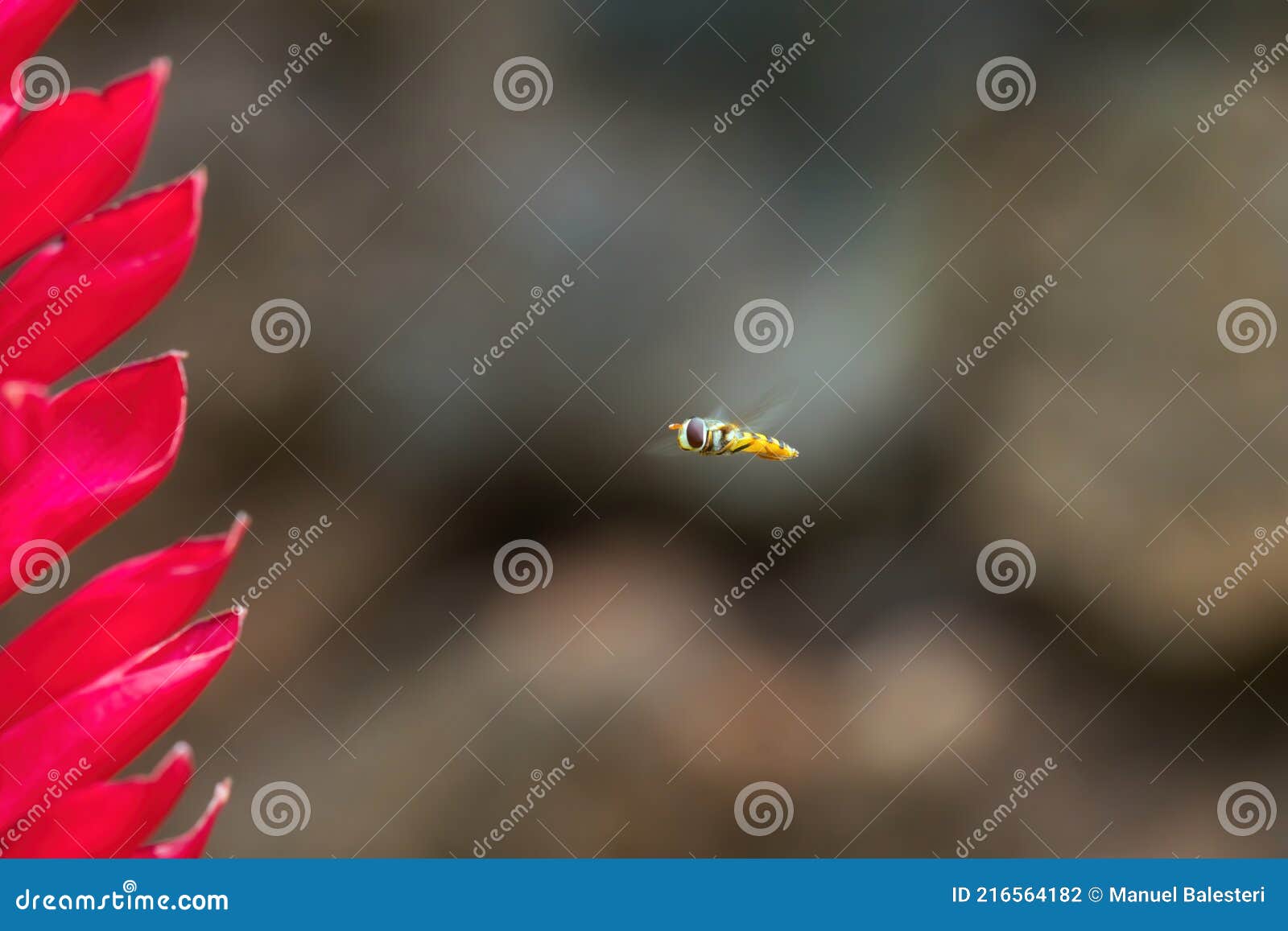 A Tiny Flying Insect Sitting On The Concrete Floor. Royalty-Free Stock ...