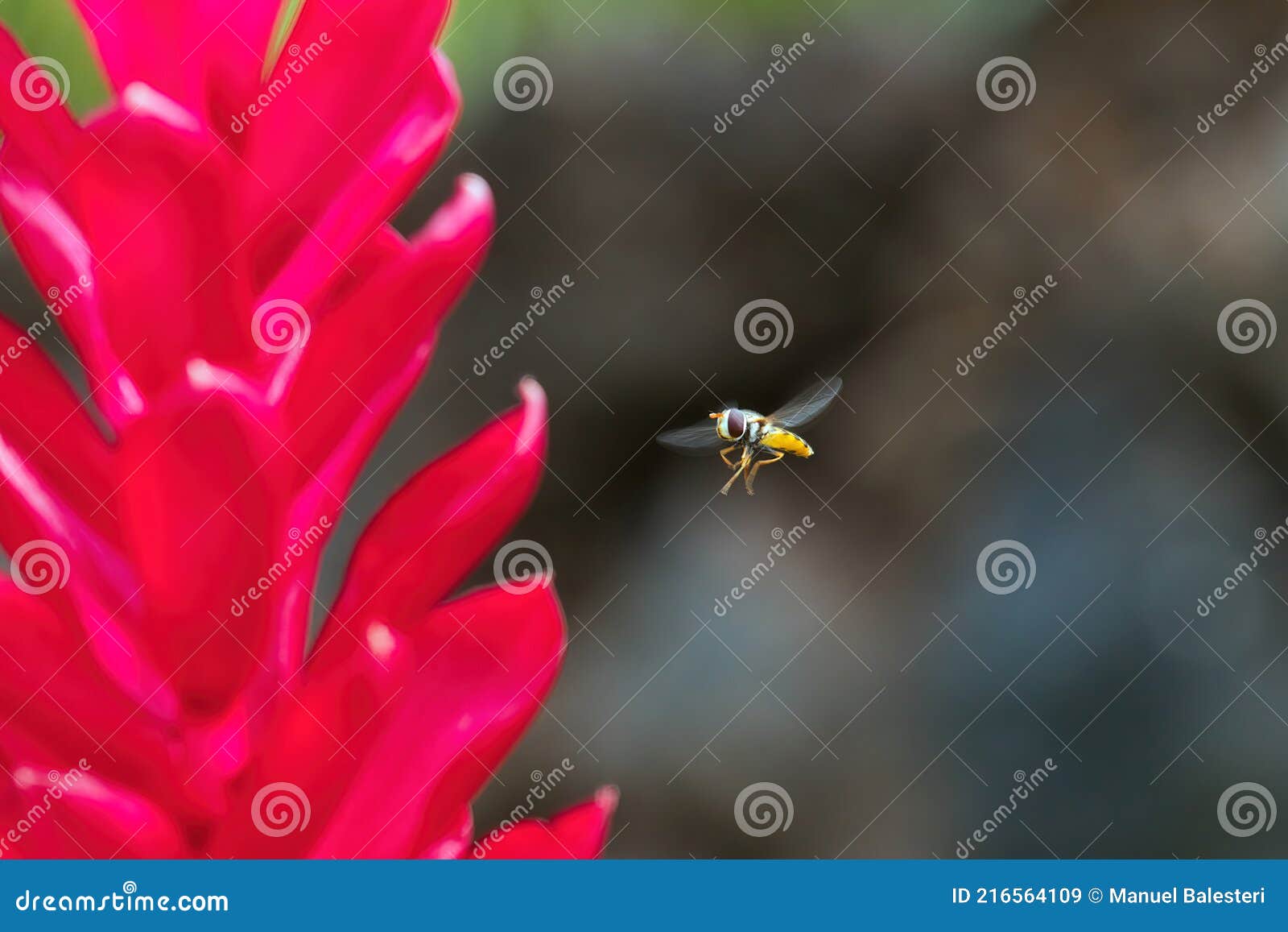 Tiny Flying Insect in Flight Alongside a Red Ginger Flower. Stock Image ...