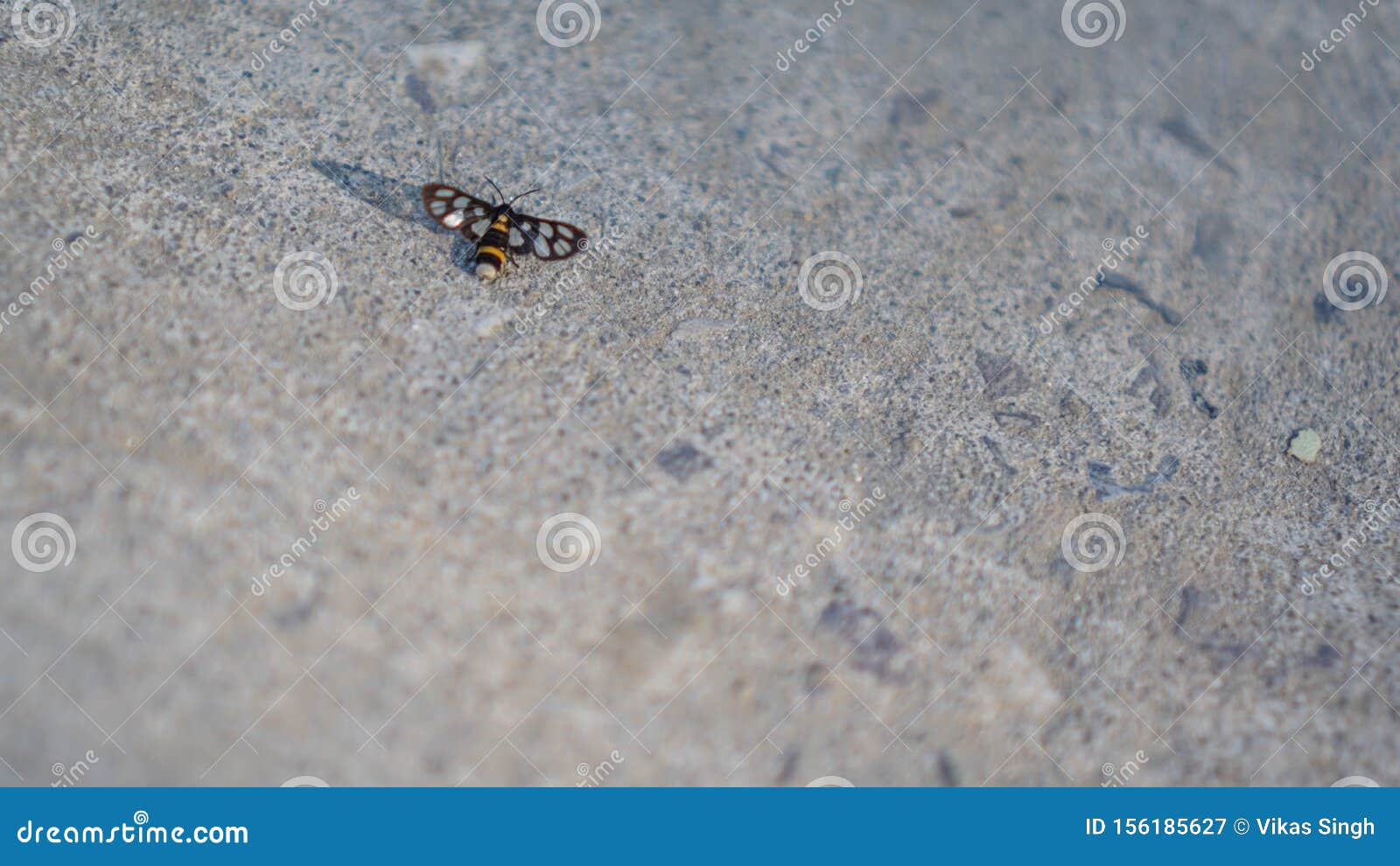 A Tiny Flying Insect Sitting on the Concrete Floor. Stock Image - Image ...