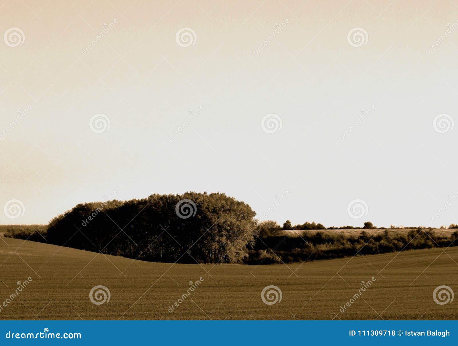 Tiny Forest in Sepia in a Rural Setting Stock Photo - Image of sepia ...
