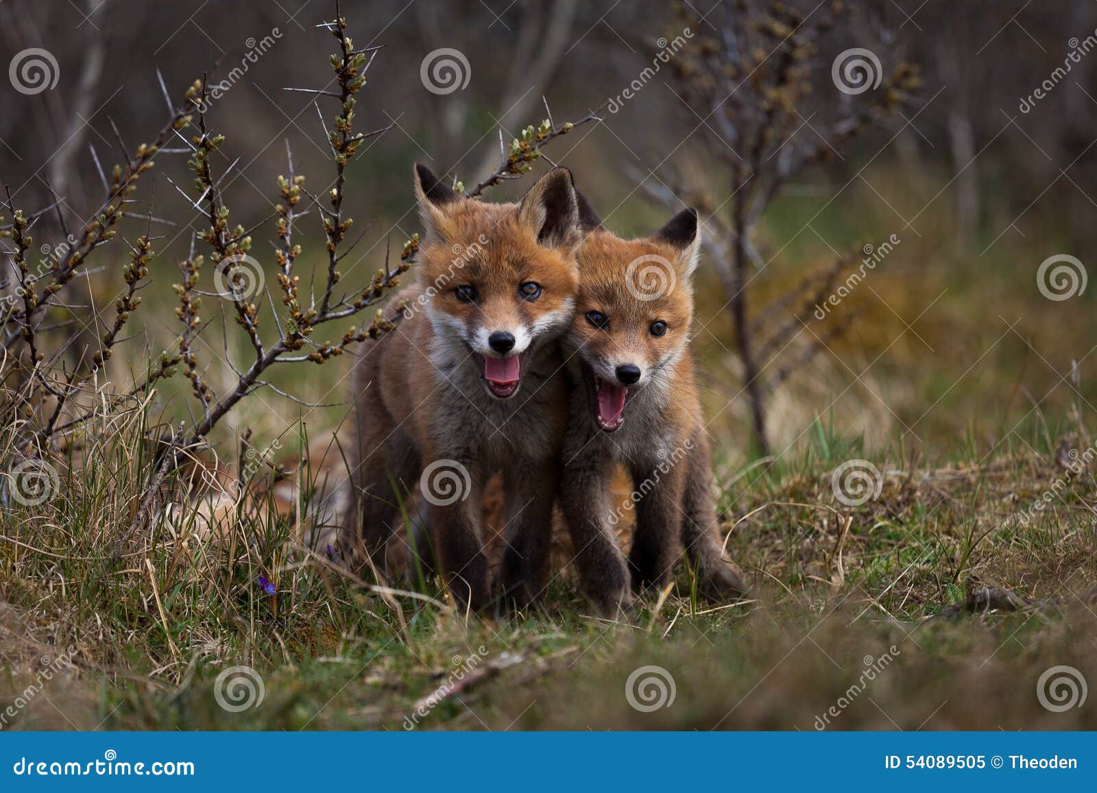 Tiny Foxes stock image. Image of animal, animals, foxes - 54089505