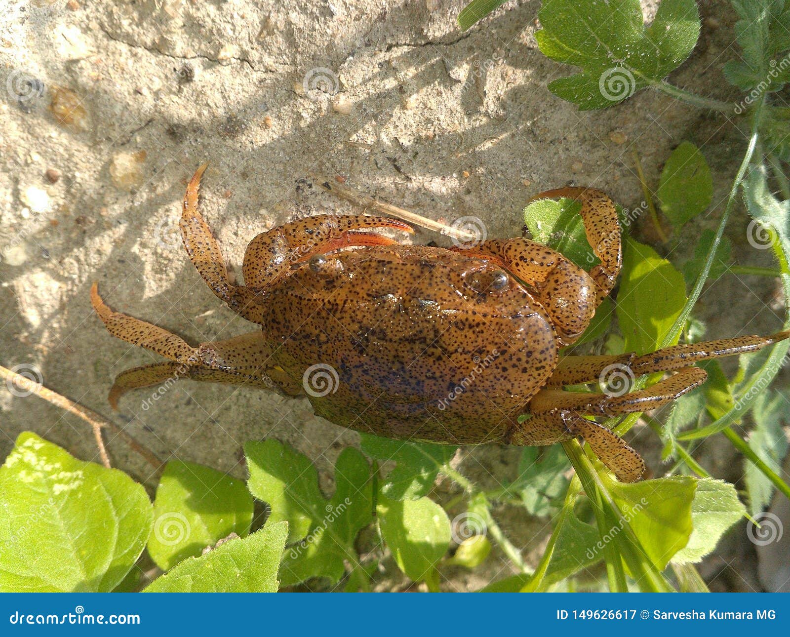 Tiny Crab with a Great Body Texture Stock Image - Image of eagle ...