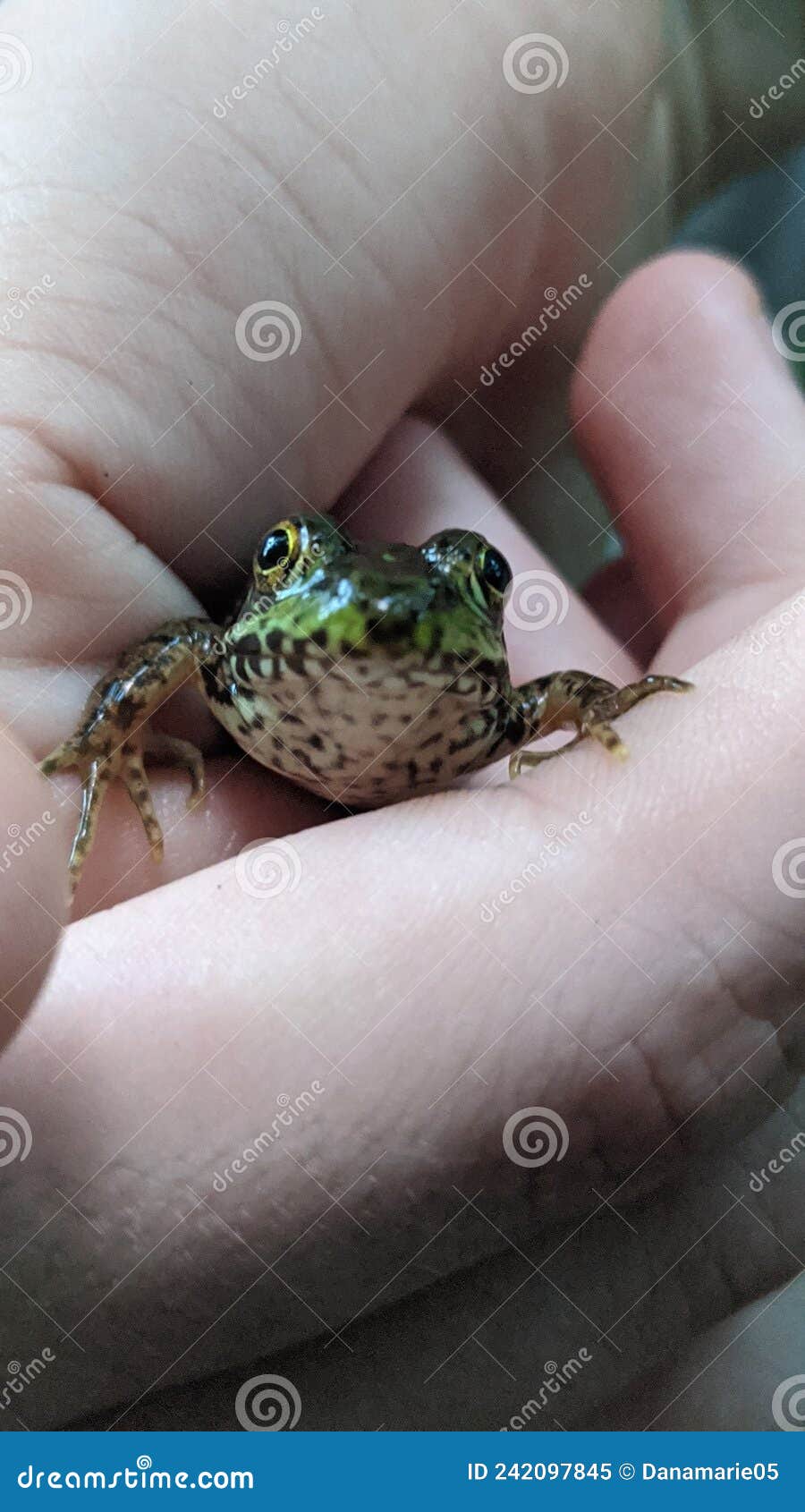 Tiny frog being held stock image. Image of green, lizard - 242097845
