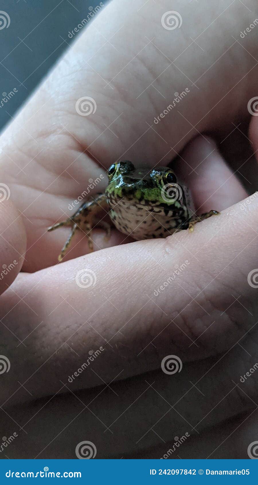 Tiny frog being held stock photo. Image of held, amphibian - 242097842