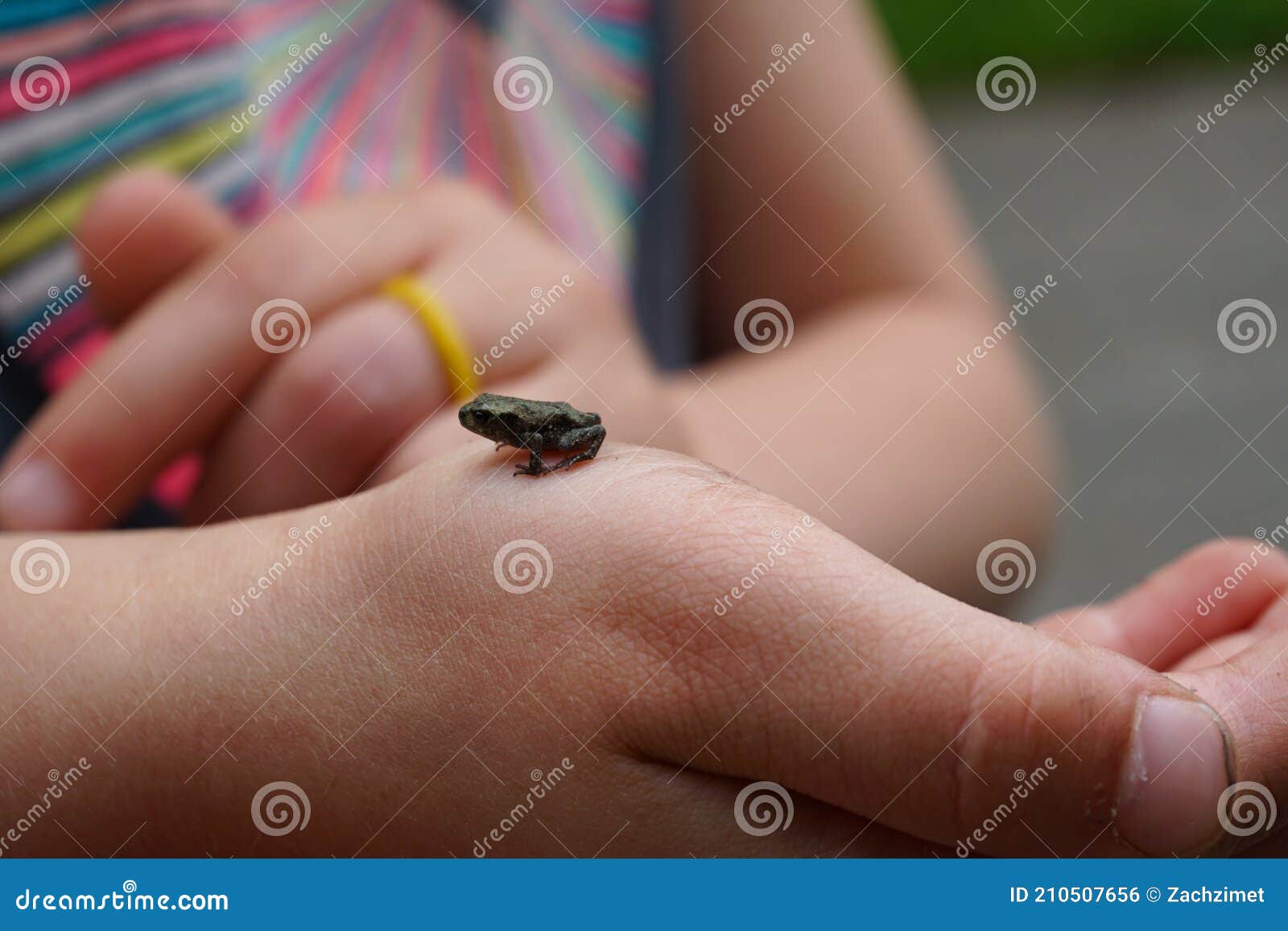 Frog Crawling Hand Stock Photos - Free & Royalty-Free Stock Photos from ...