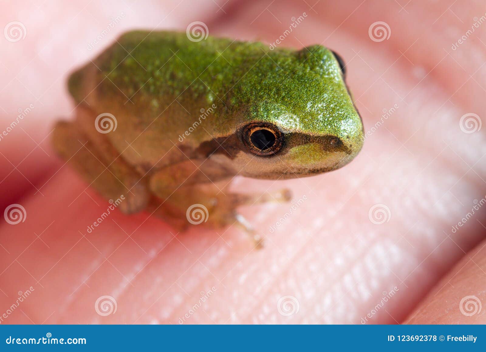 A Tiny Frog on Human Finger Stock Photo - Image of human, macro: 123692378