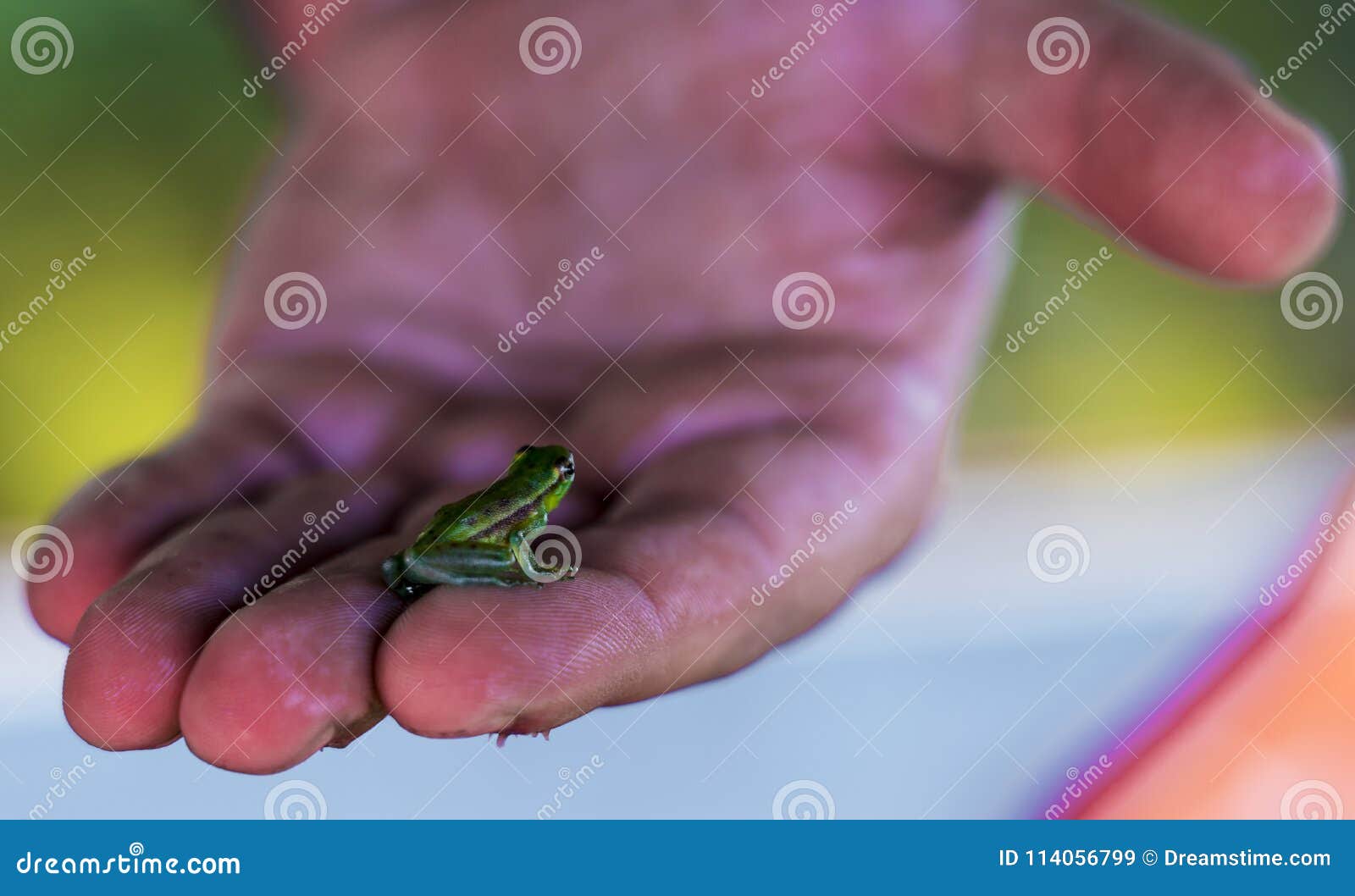 Tiny Frog in Human Hand in Amazon Jungle of Peru Stock Image - Image of ...