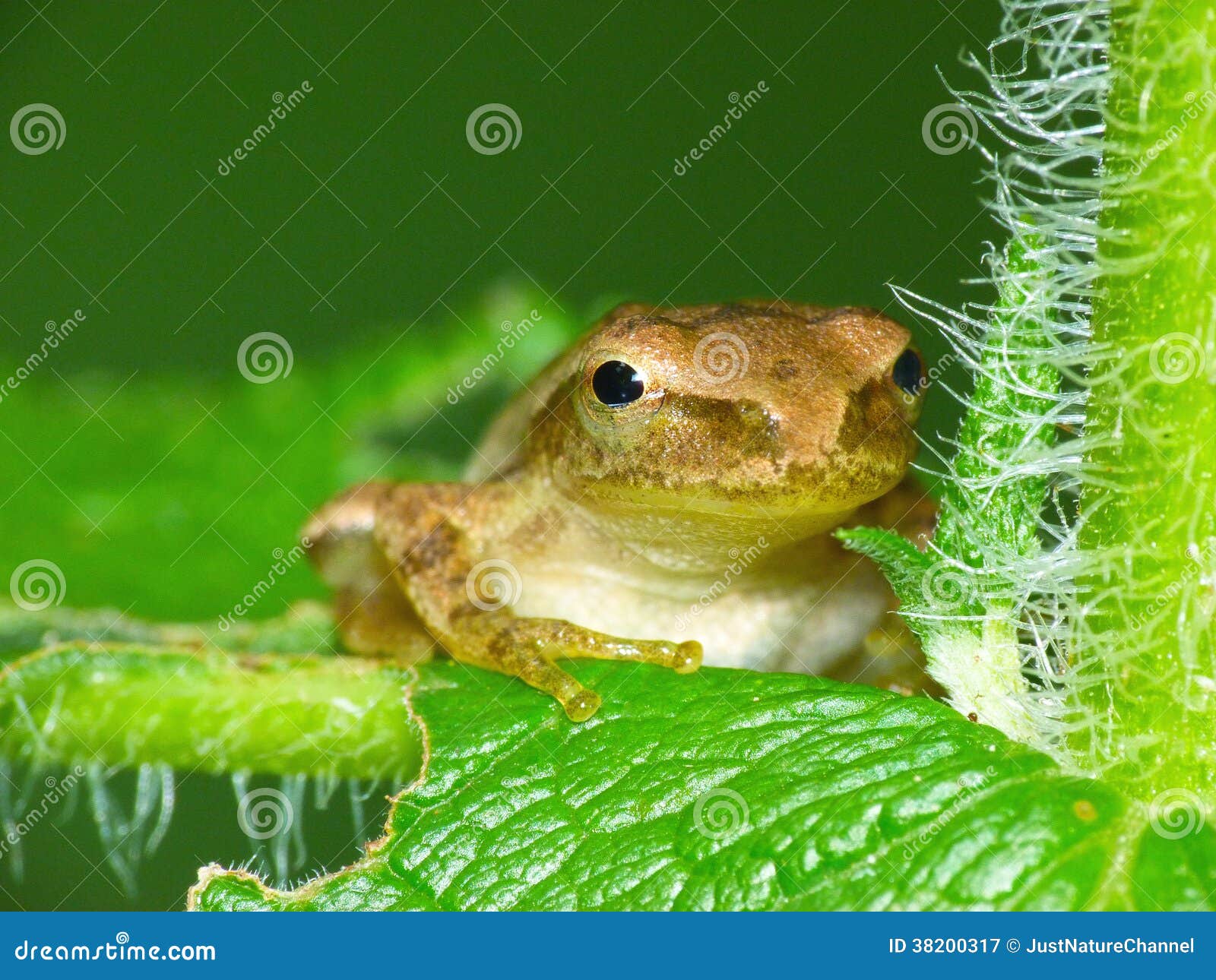 Tiny Frog on Leaf stock image. Image of amphibian, beautiful - 38200317
