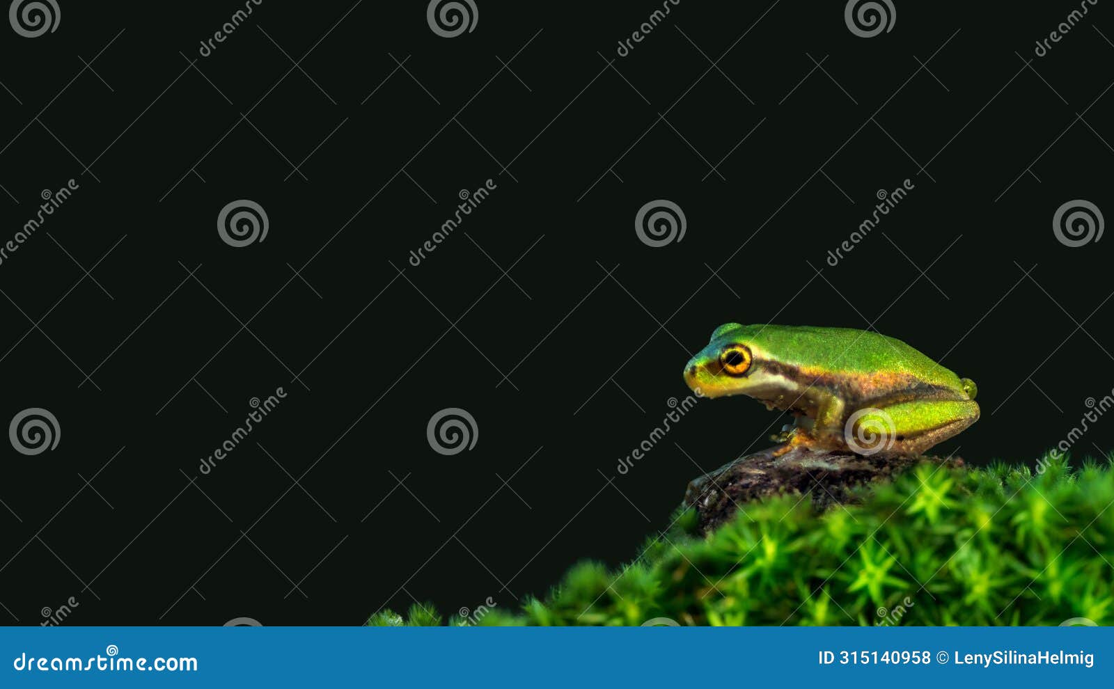 A Tiny Frog stock photo. Image of negative, vibrant - 315140958