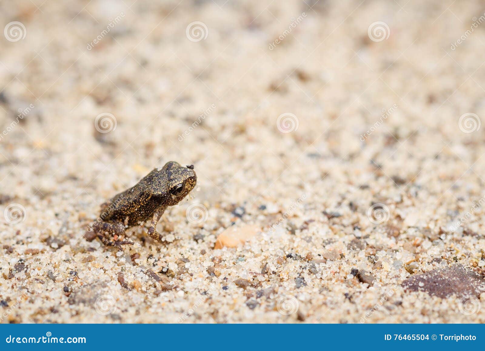 Tiny frog on sand stock photo. Image of amphibian, sand - 76465504