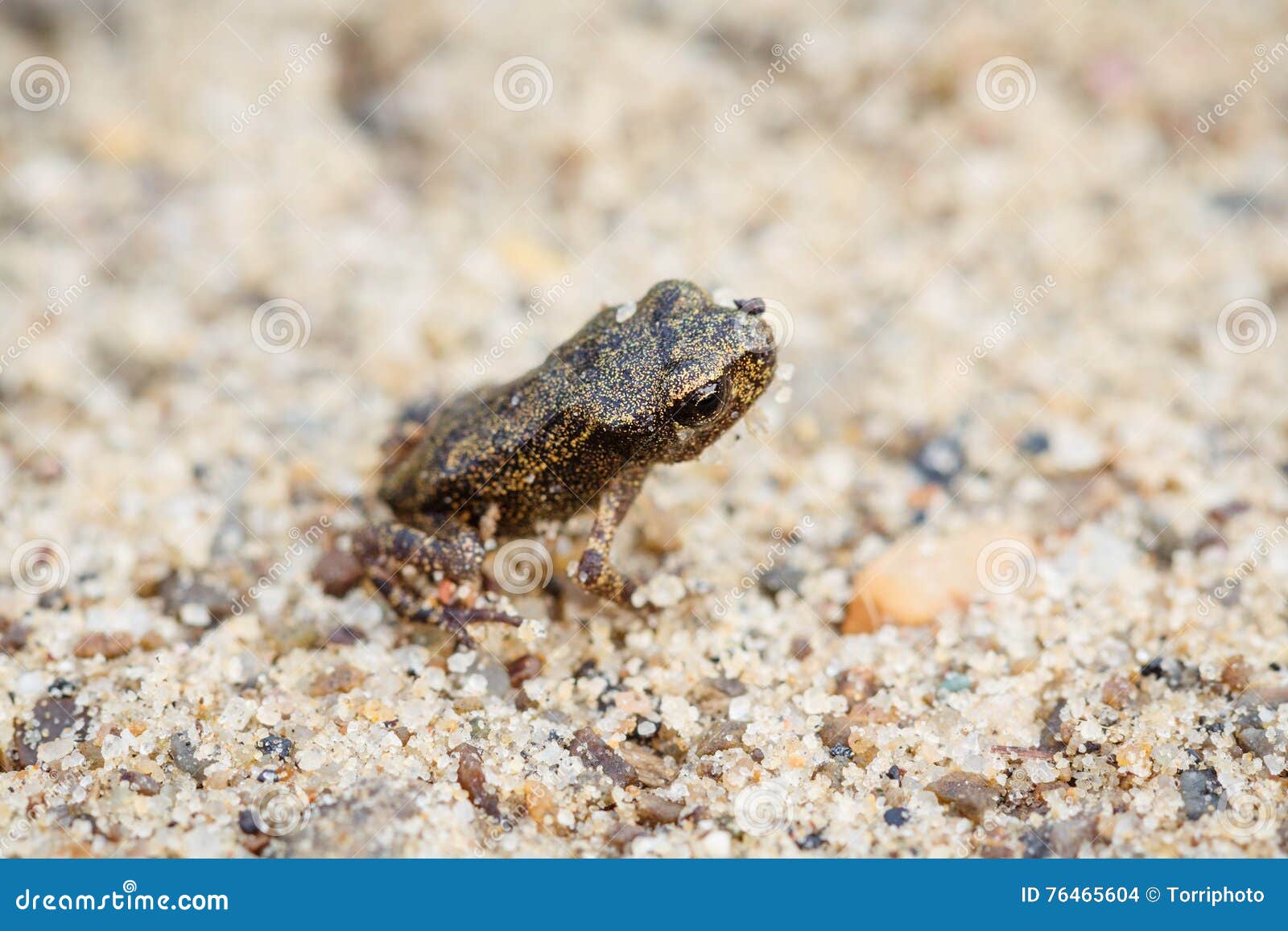 Tiny frog on sand stock photo. Image of european, shallow - 76465604