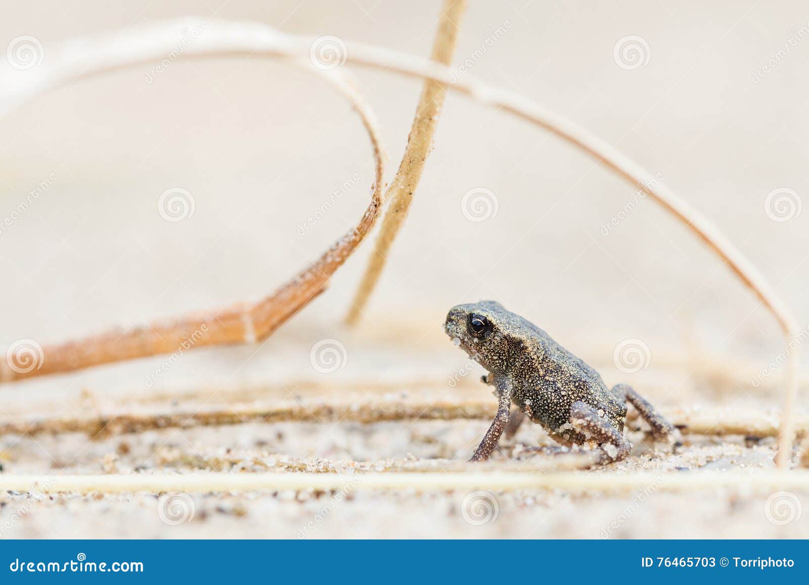 Tiny frog on sand stock image. Image of focus, detail - 76465703