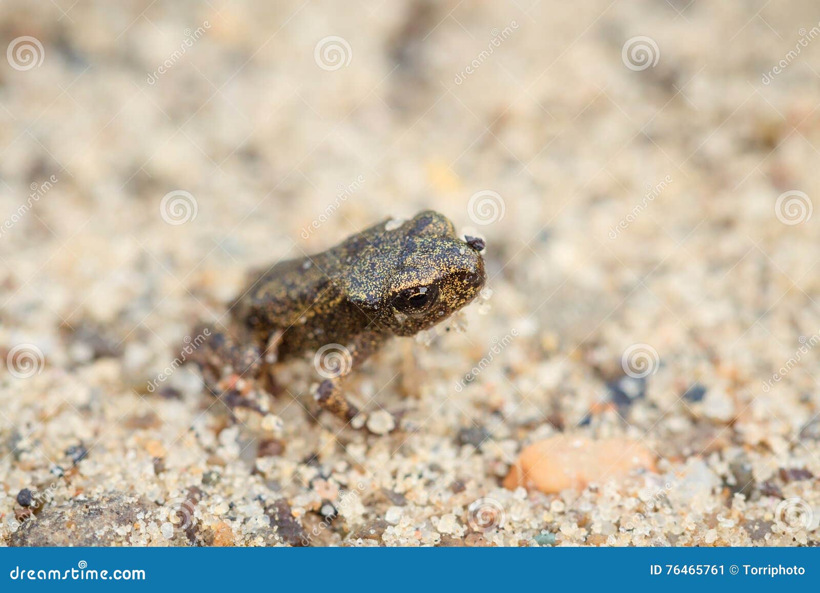 Tiny frog on sand stock image. Image of frog, slimy, brown - 76465761