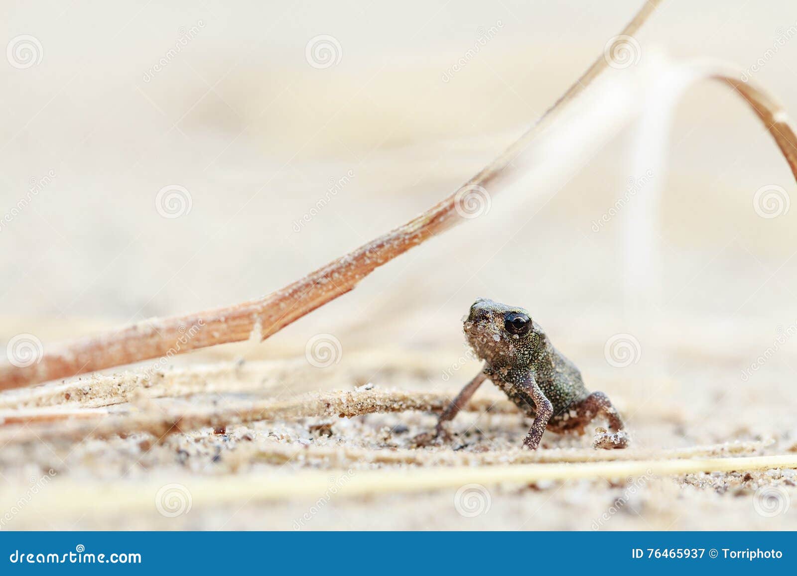 Tiny frog on sand stock image. Image of outdoors, animal - 76465937