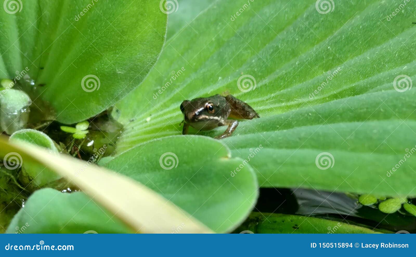 A Tiny Frog Says Hello stock photo. Image of frog, tiny - 150515894