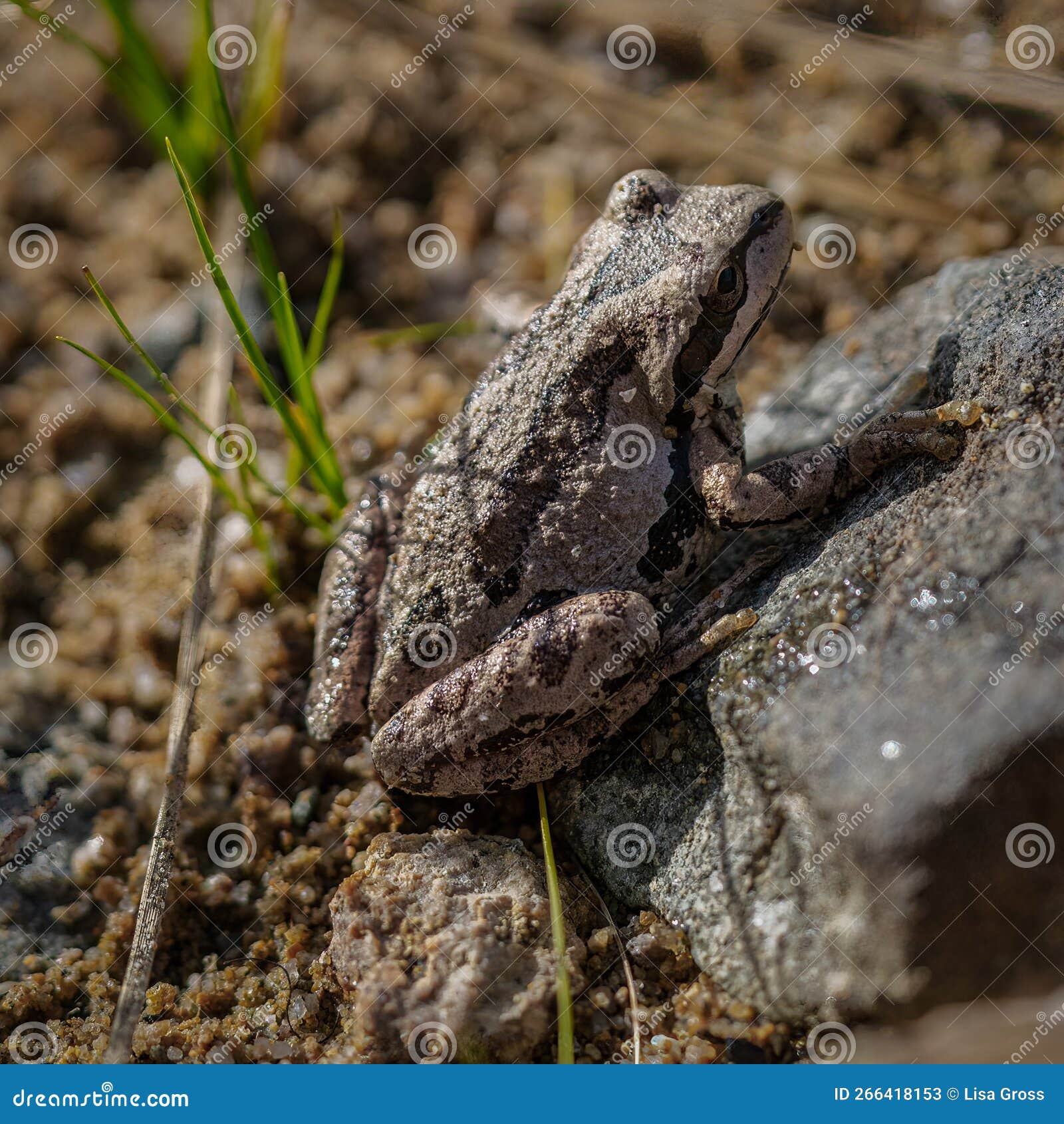 Tiny Frog Sits Camouflaged on a Rock beside a Stream Stock Image ...