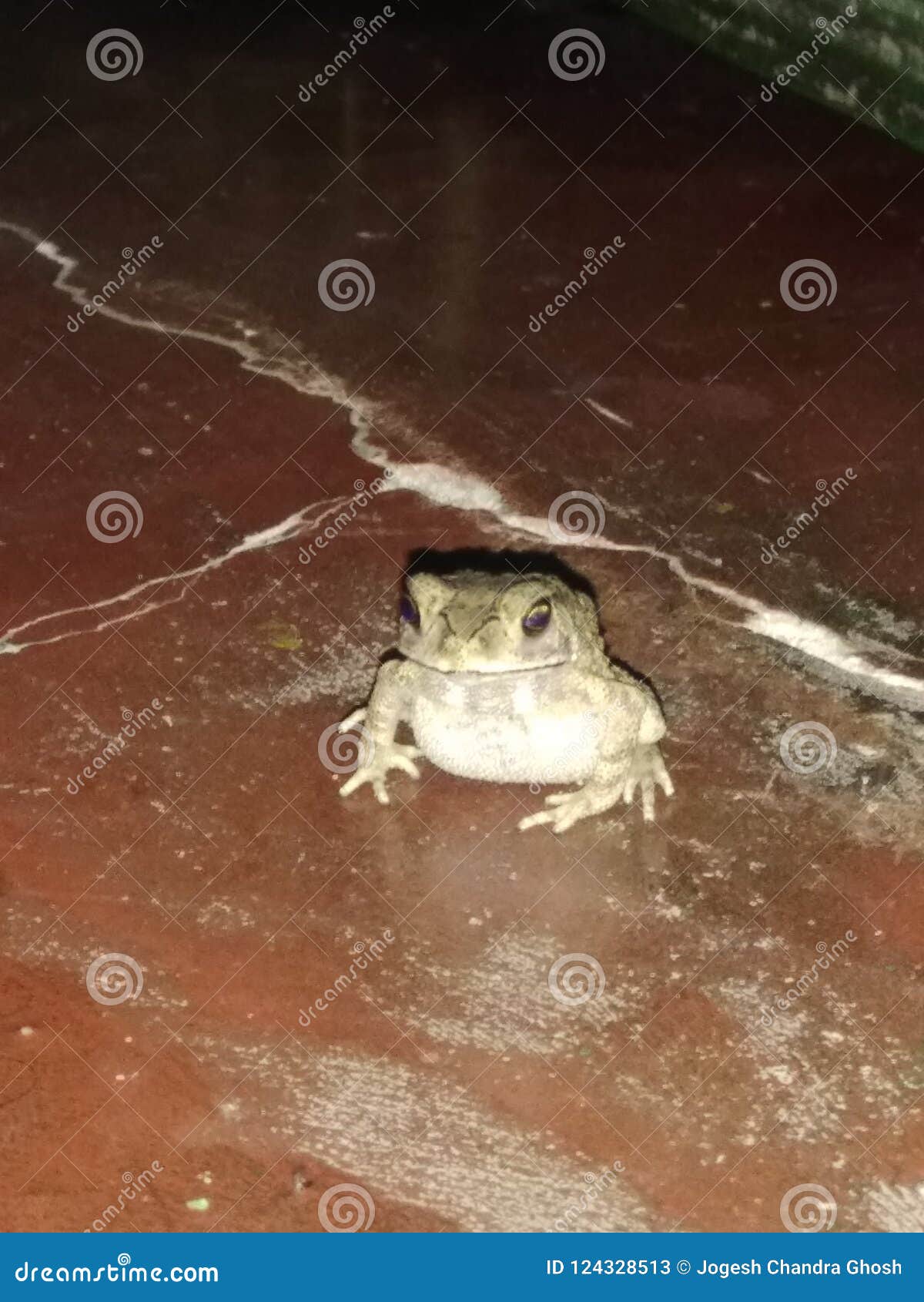 Frog stock image. Image of tiny, amphibia, pray, frog - 124328513