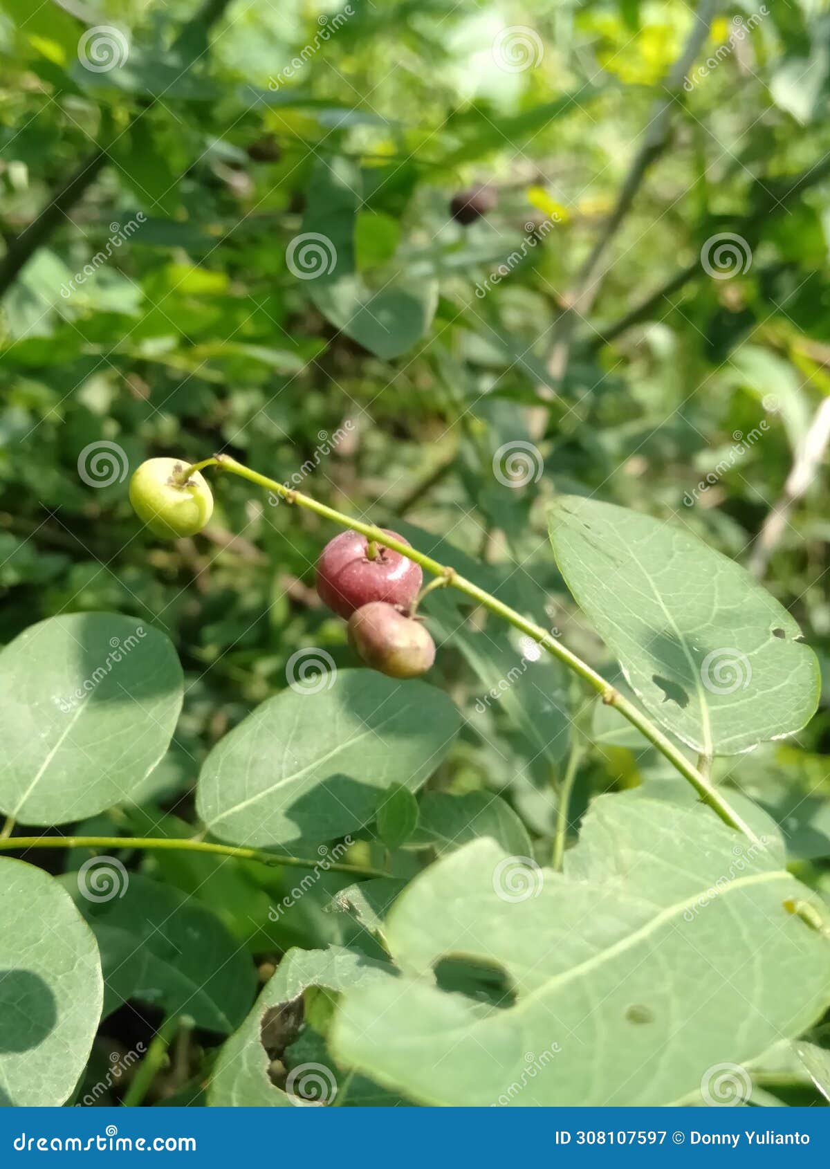 This Tiny Fruit Has Many Benefits Stock Image - Image of produce, shrub ...