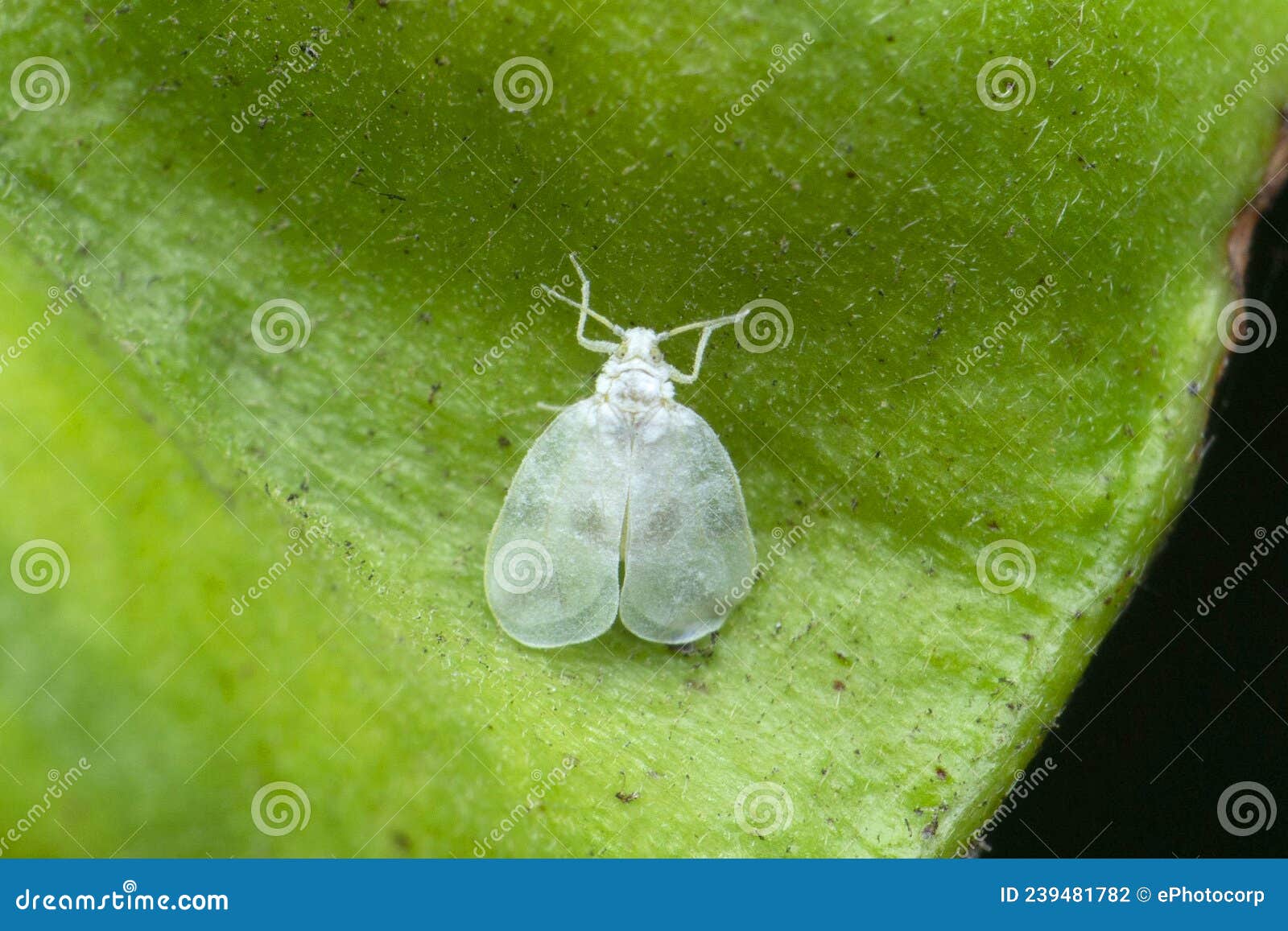 Close Up With The Scolypopa Australis Leafhopper Stock Image ...