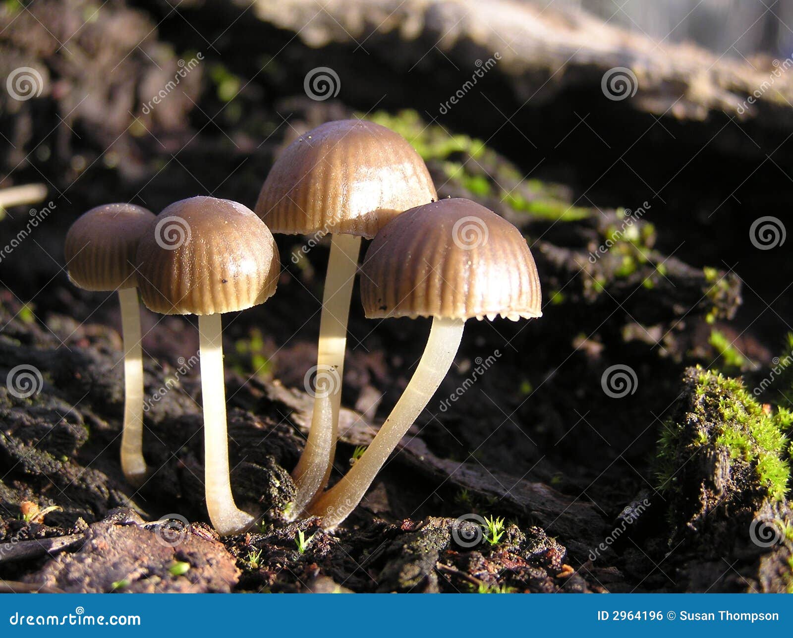 Tiny Fungi stock photo. Image of rotten, decay, group - 2964196