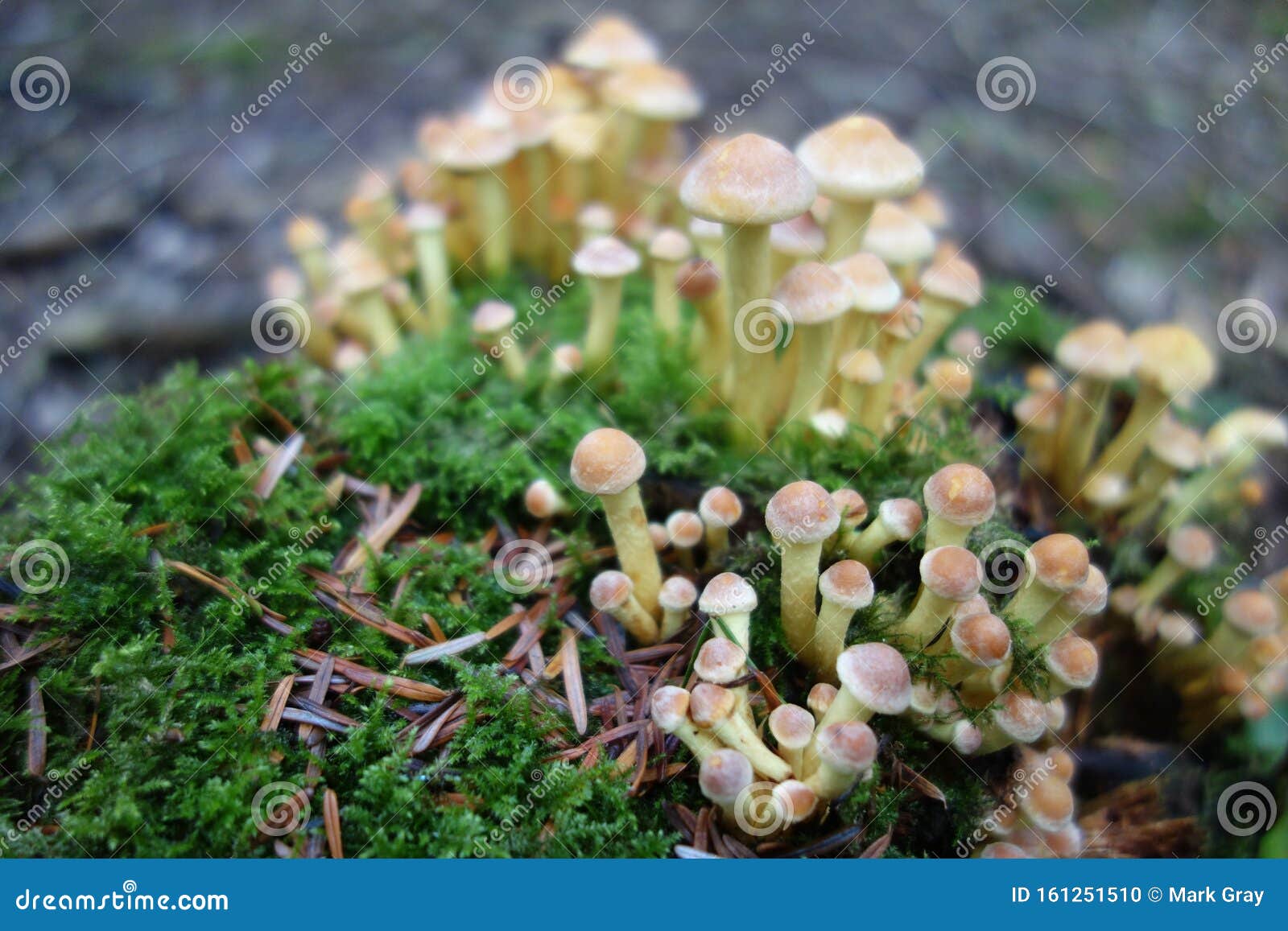 Tiny Fungi Colony stock photo. Image of woodland, fungi - 161251510