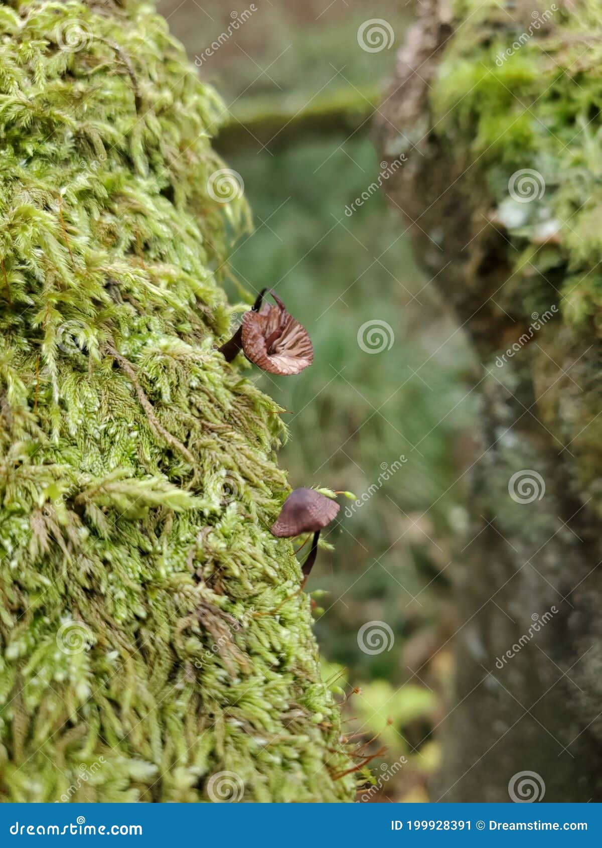 Tiny Fungi Mushrooms Growing Stock Image - Image of nature, animal ...