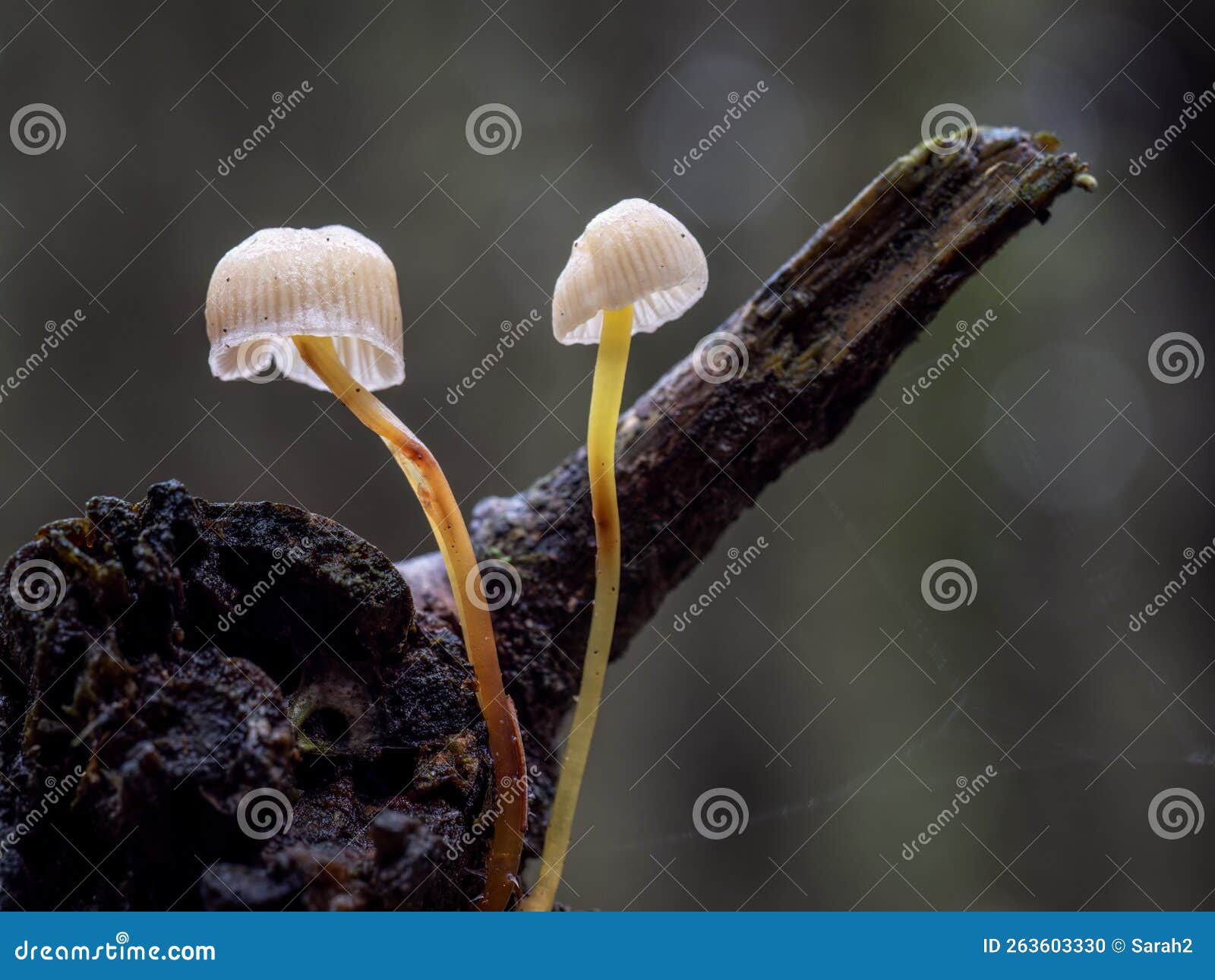 Tiny Fungi, Mushrooms on Twig, Nature Macro. Stock Photo - Image of toadstool, mushroom: 263603330