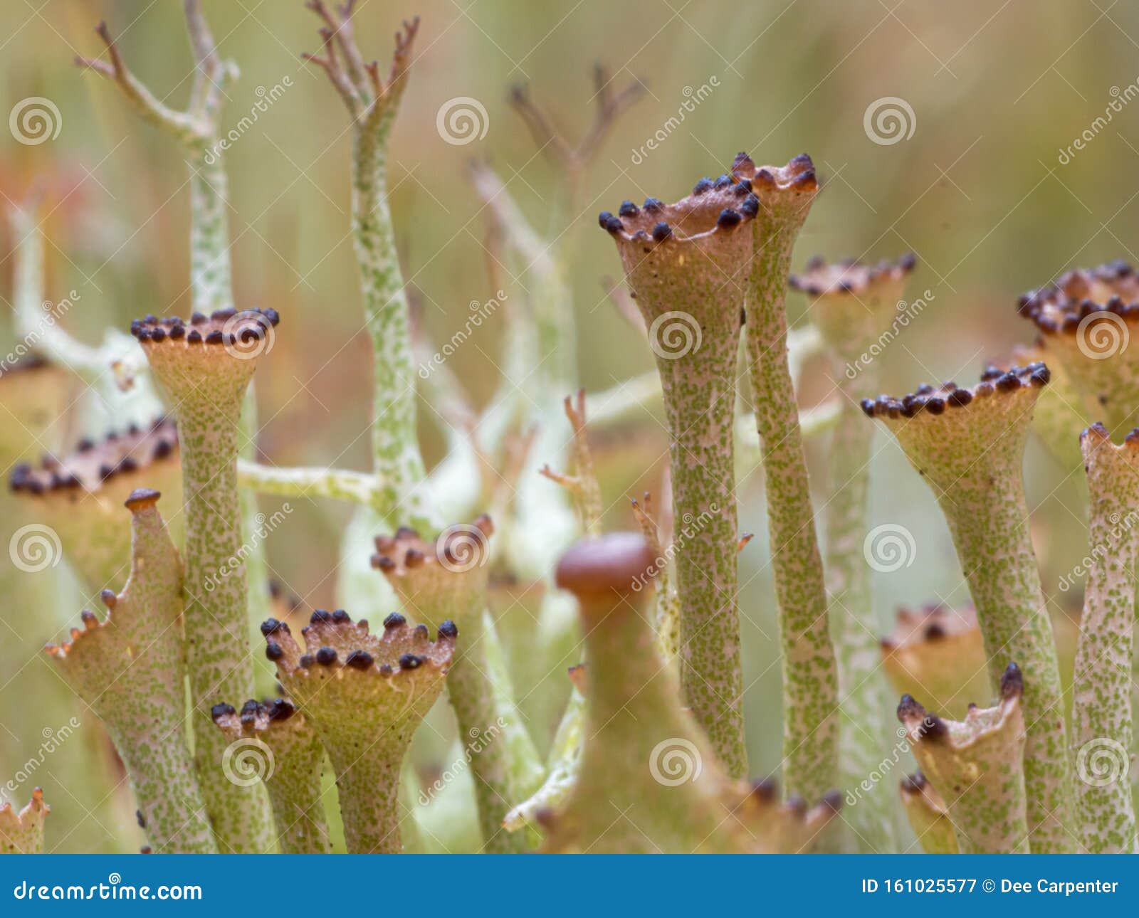 Tiny Fungus Growing in the Moss Stock Image - Image of organism ...