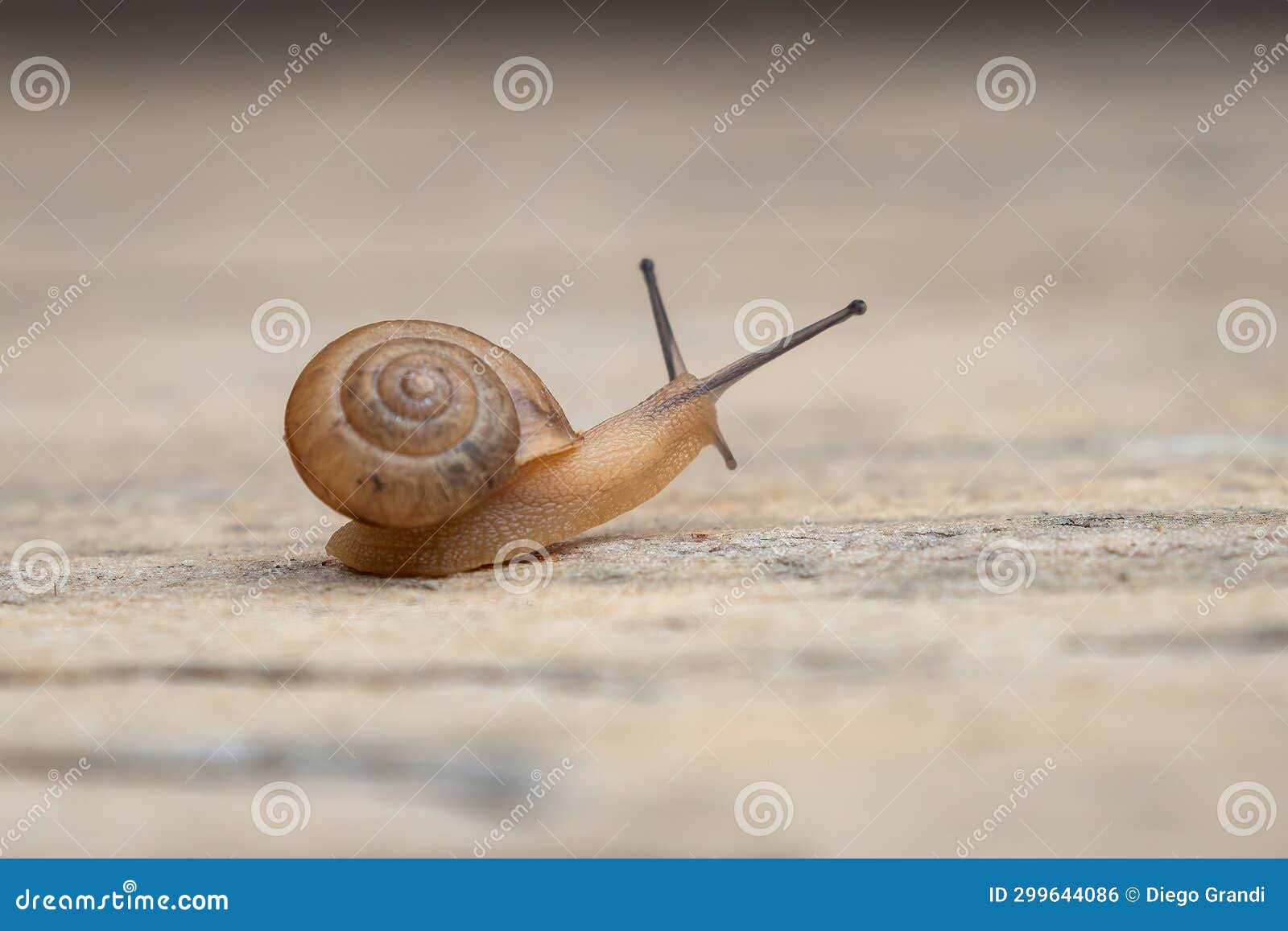 Tiny Garden Snail stock photo. Image of mollusk, mollusc - 299644086