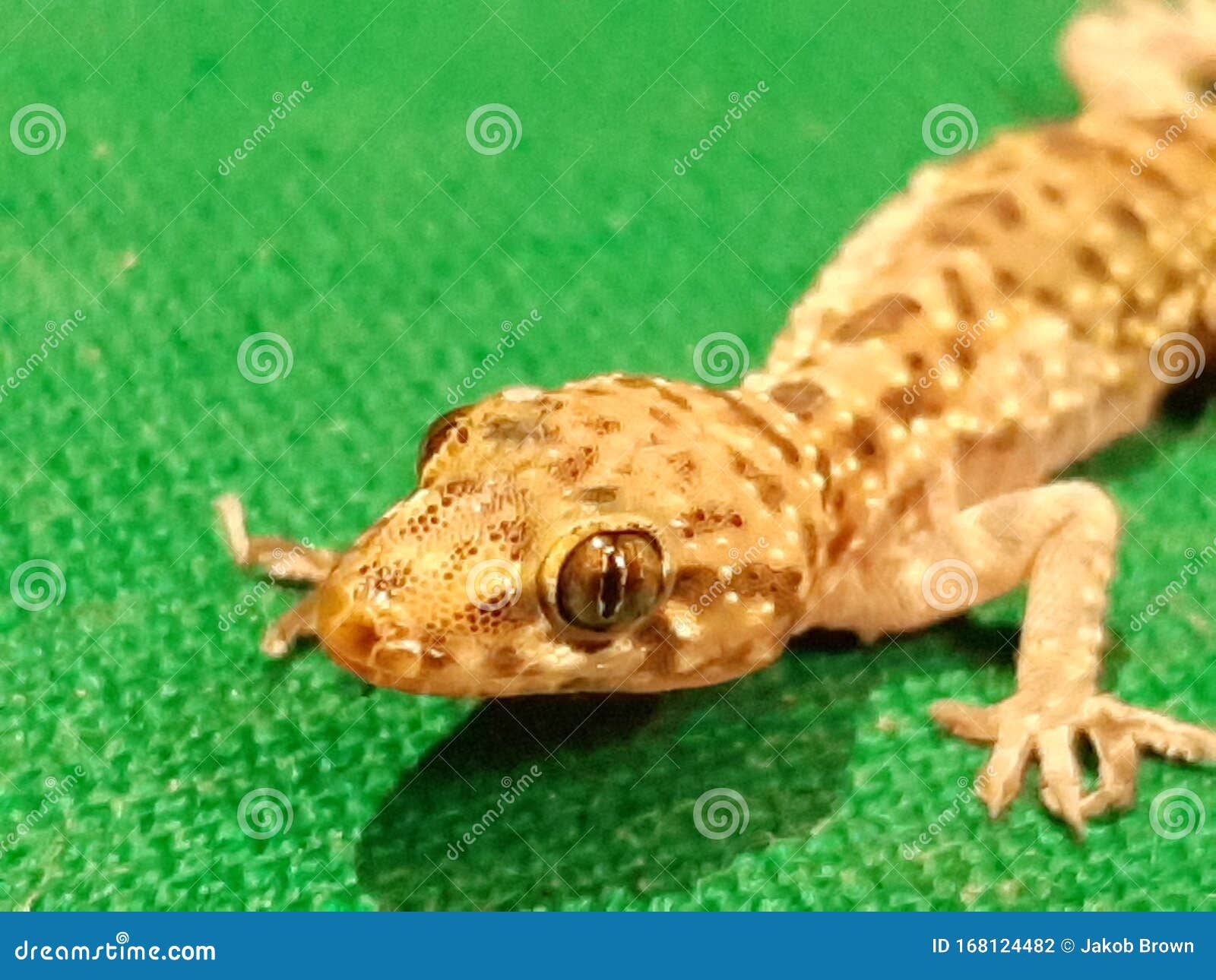 Tiny Gecko on a Pool Table stock photo. Image of closeup - 168124482