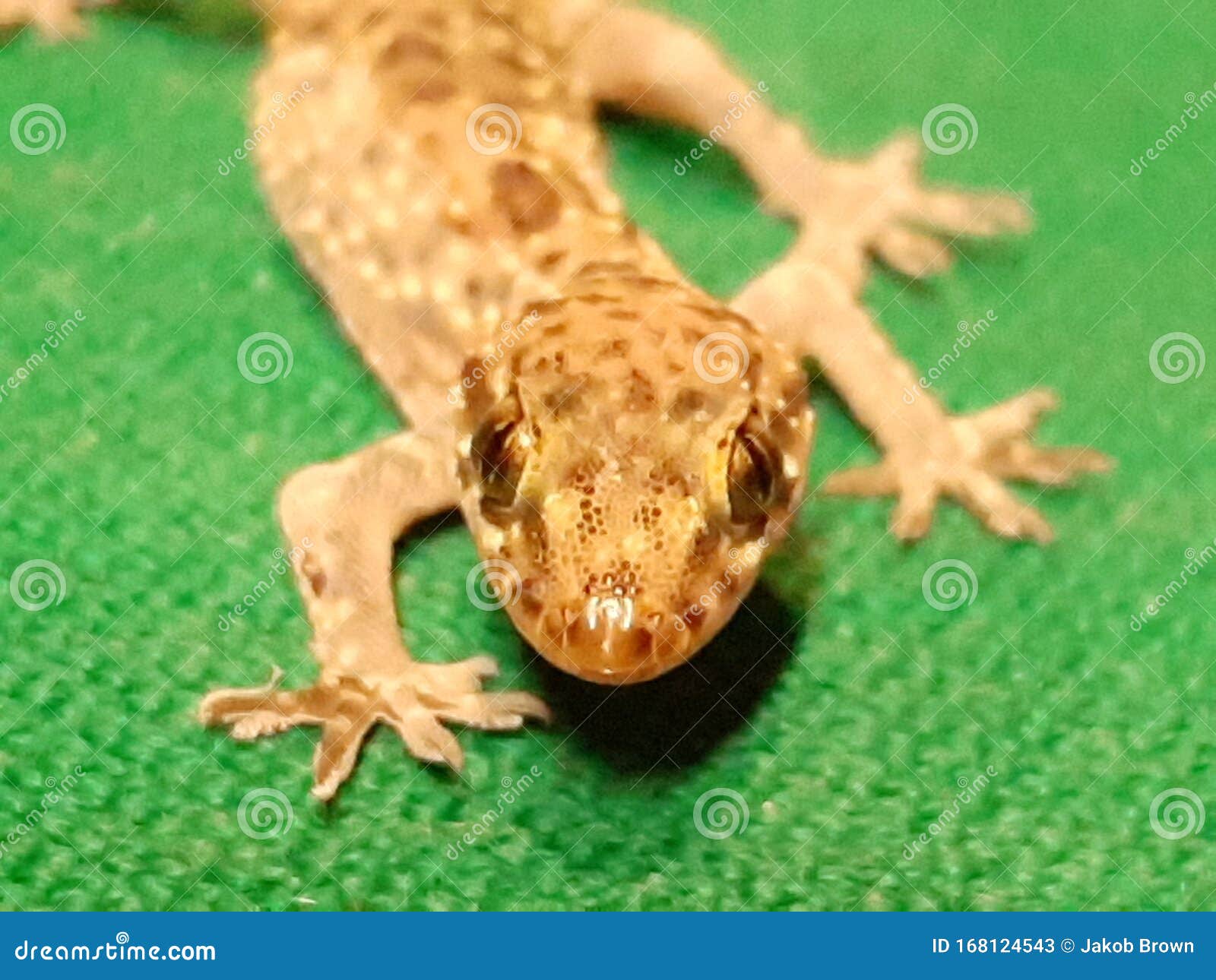 Tiny Gecko on a Pool Table 2 Stock Image - Image of closeup, shedding ...