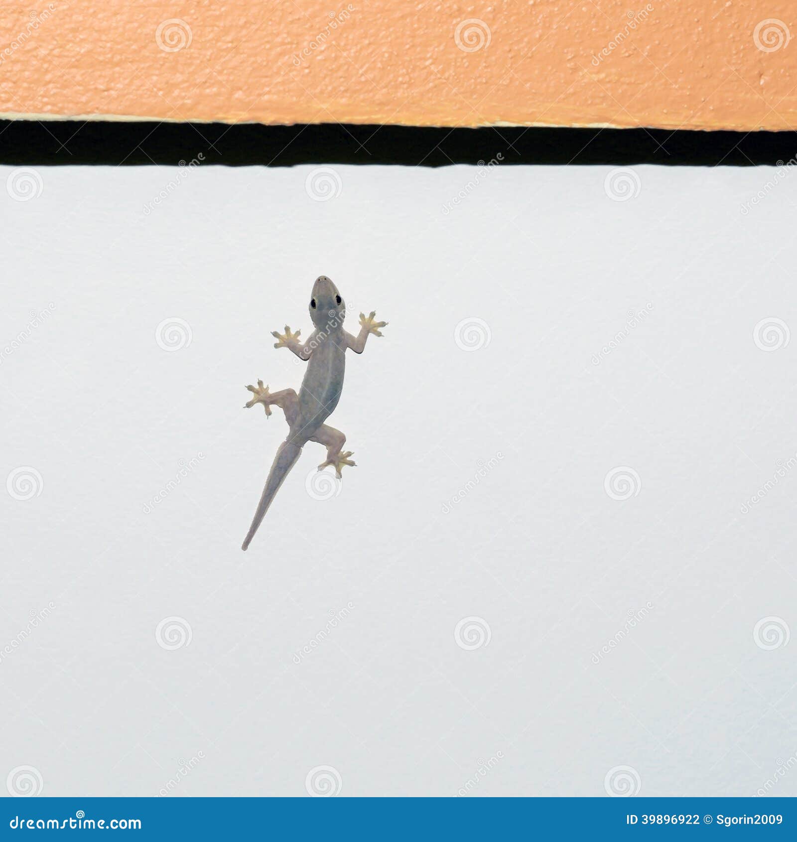 Tiny gecko stock photo. Image of animal, lacertian, gekkonidae - 39896922